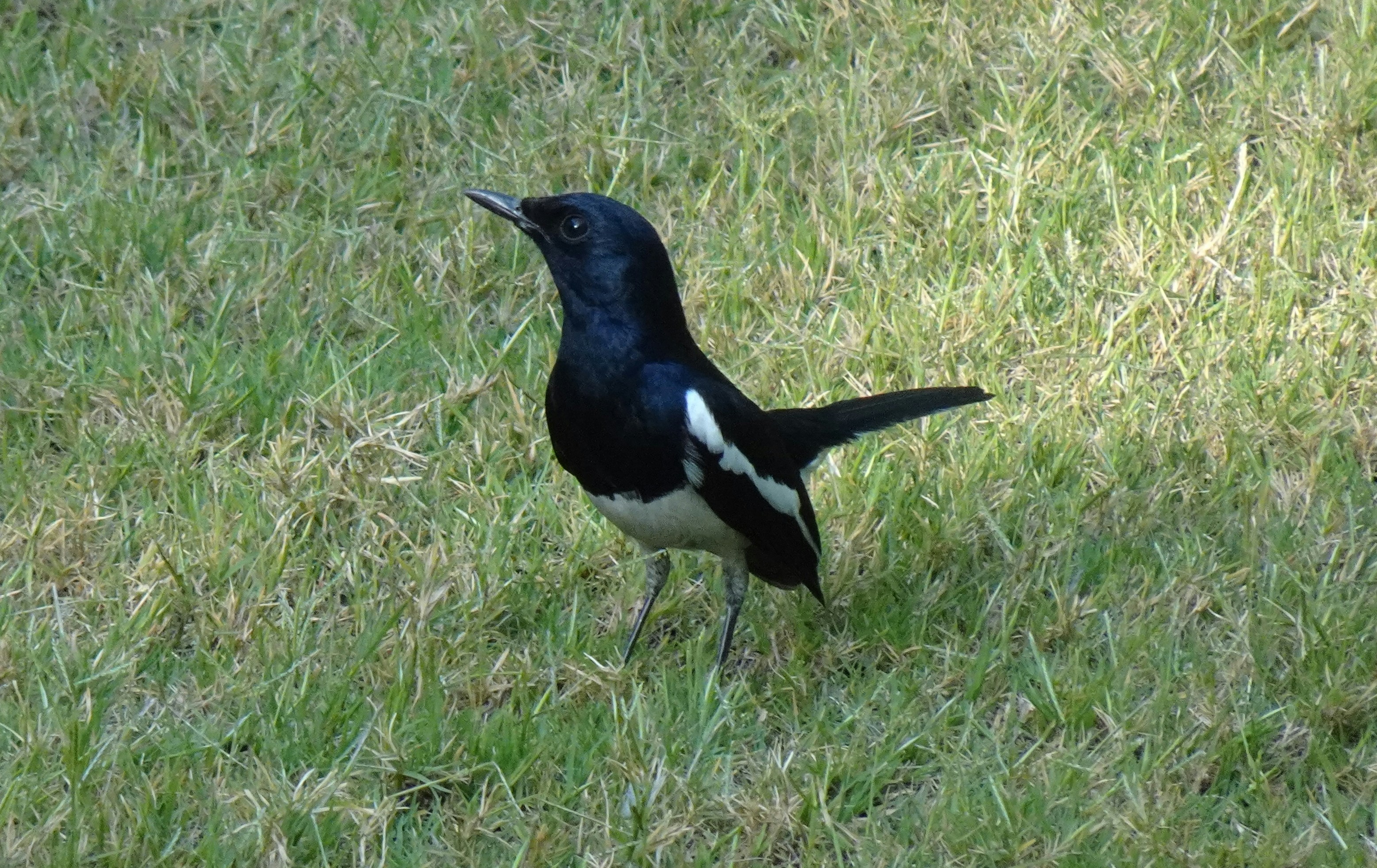 Hooded crow stands alert on a grassy field, its glossy black plumage contrasting with white underparts.