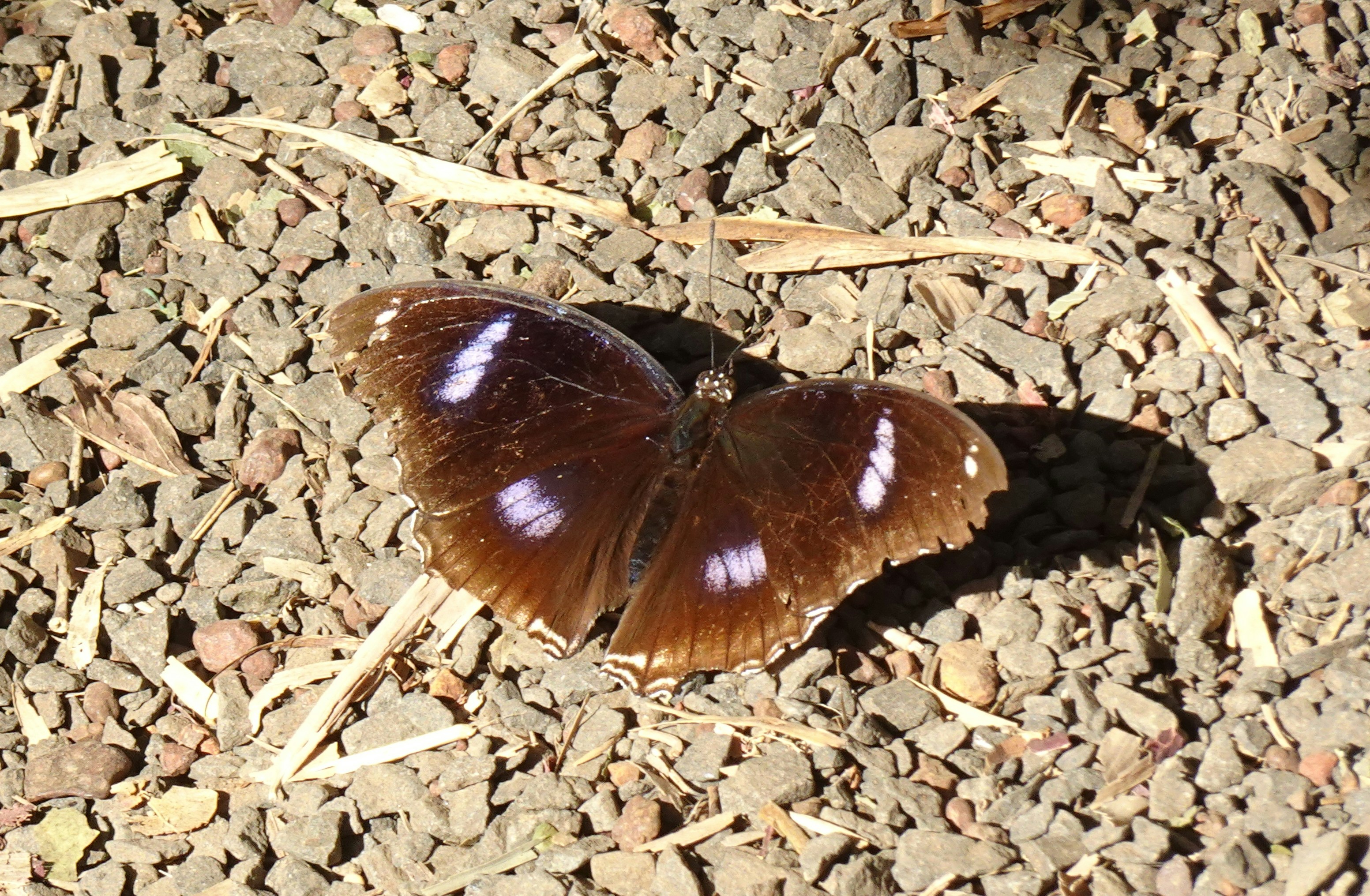 Sample photo from Sony Cyber-shot WX800