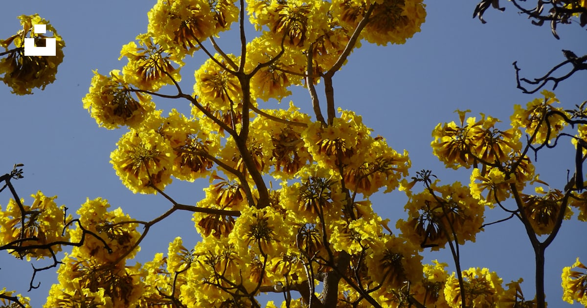 青い空に黄色い花が咲く木の写真 Unsplashの植物の無料画像