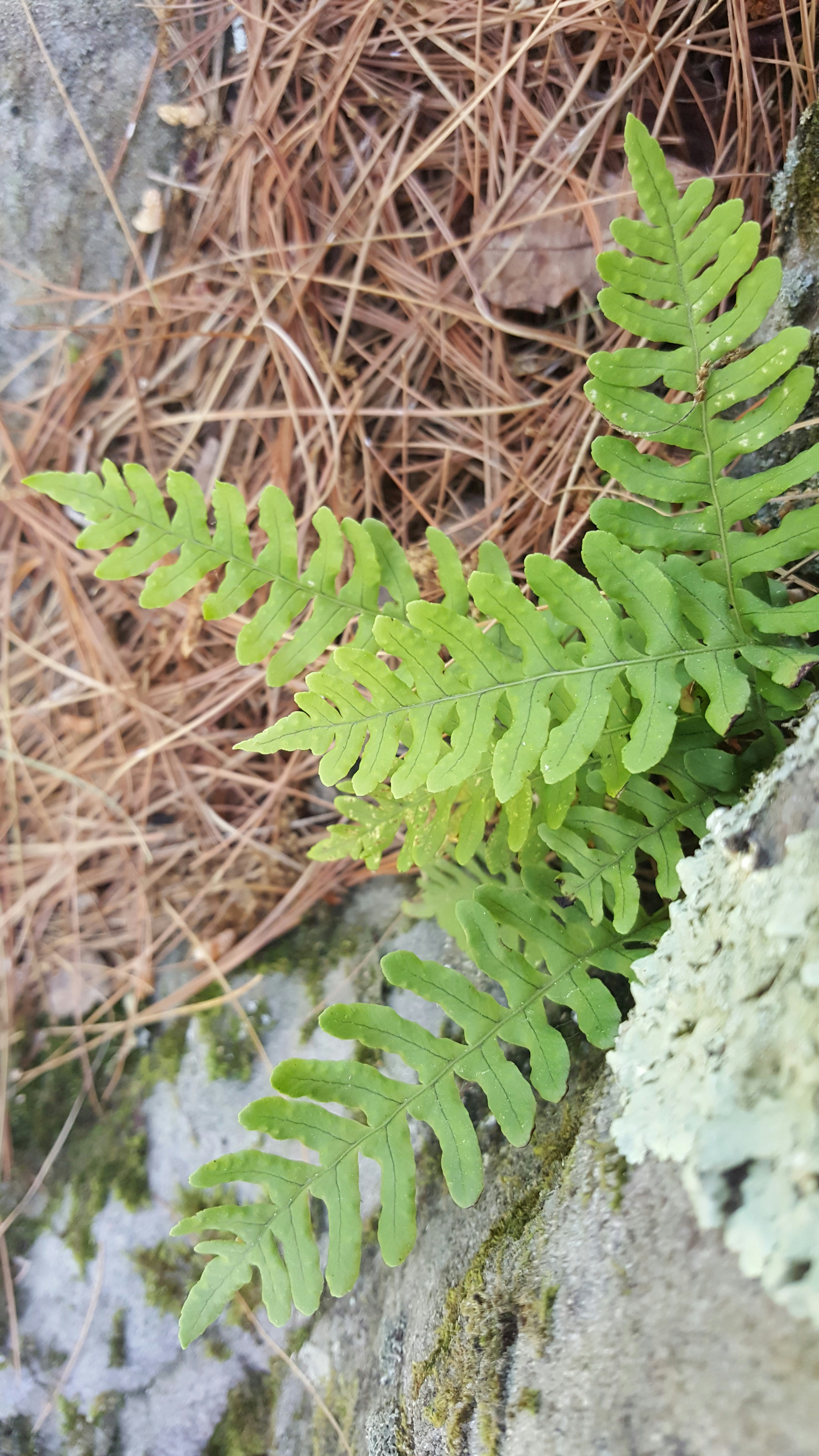Foto Una planta que crece de una grieta en una roca – Imagen Planta ...