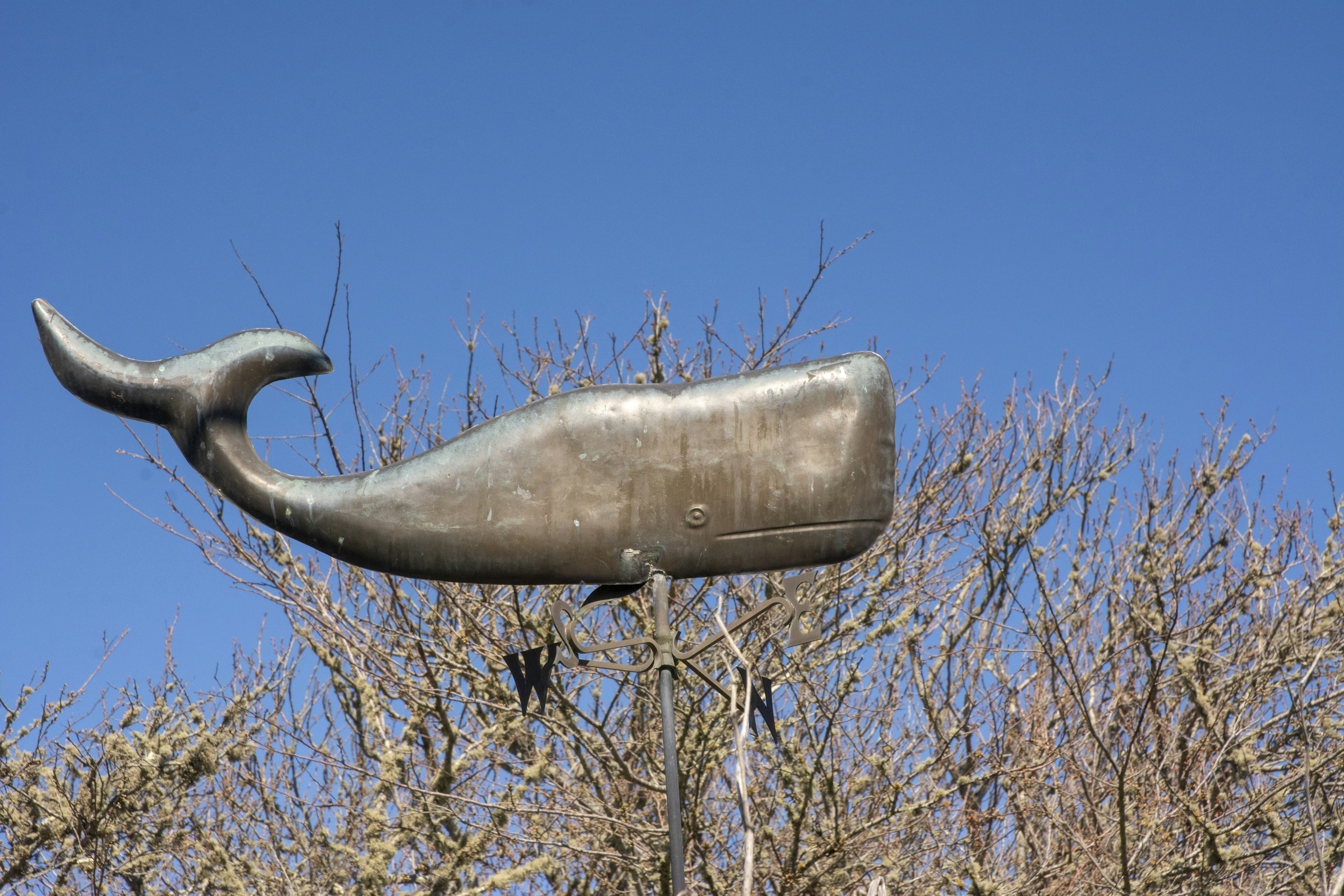 Metal whale sculpture mounted on a pole, set against a clear blue sky with sparse trees in the background.