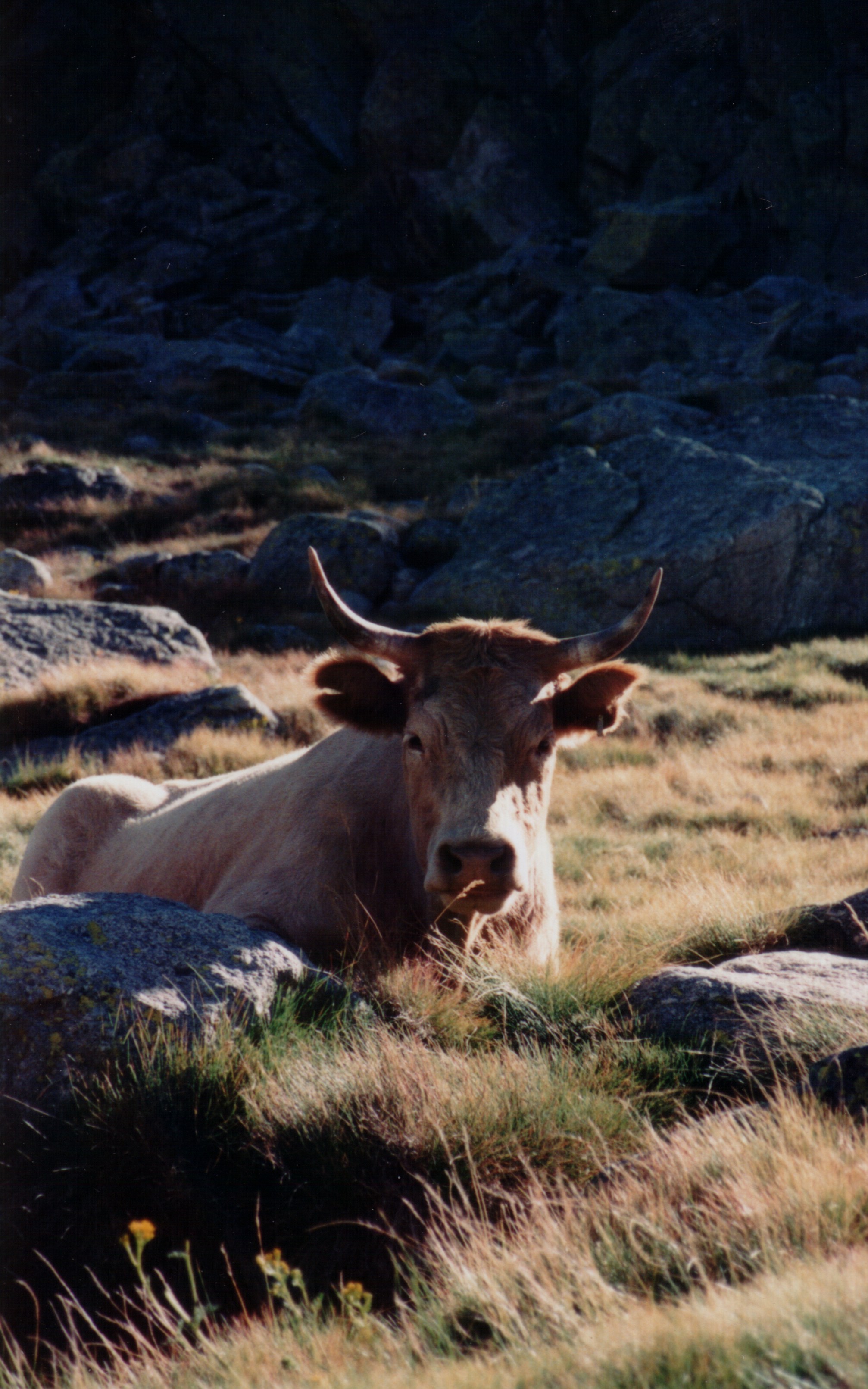 Foto Uma vaca deitada em um campo de grama – Imagem de Espanha grátis ...