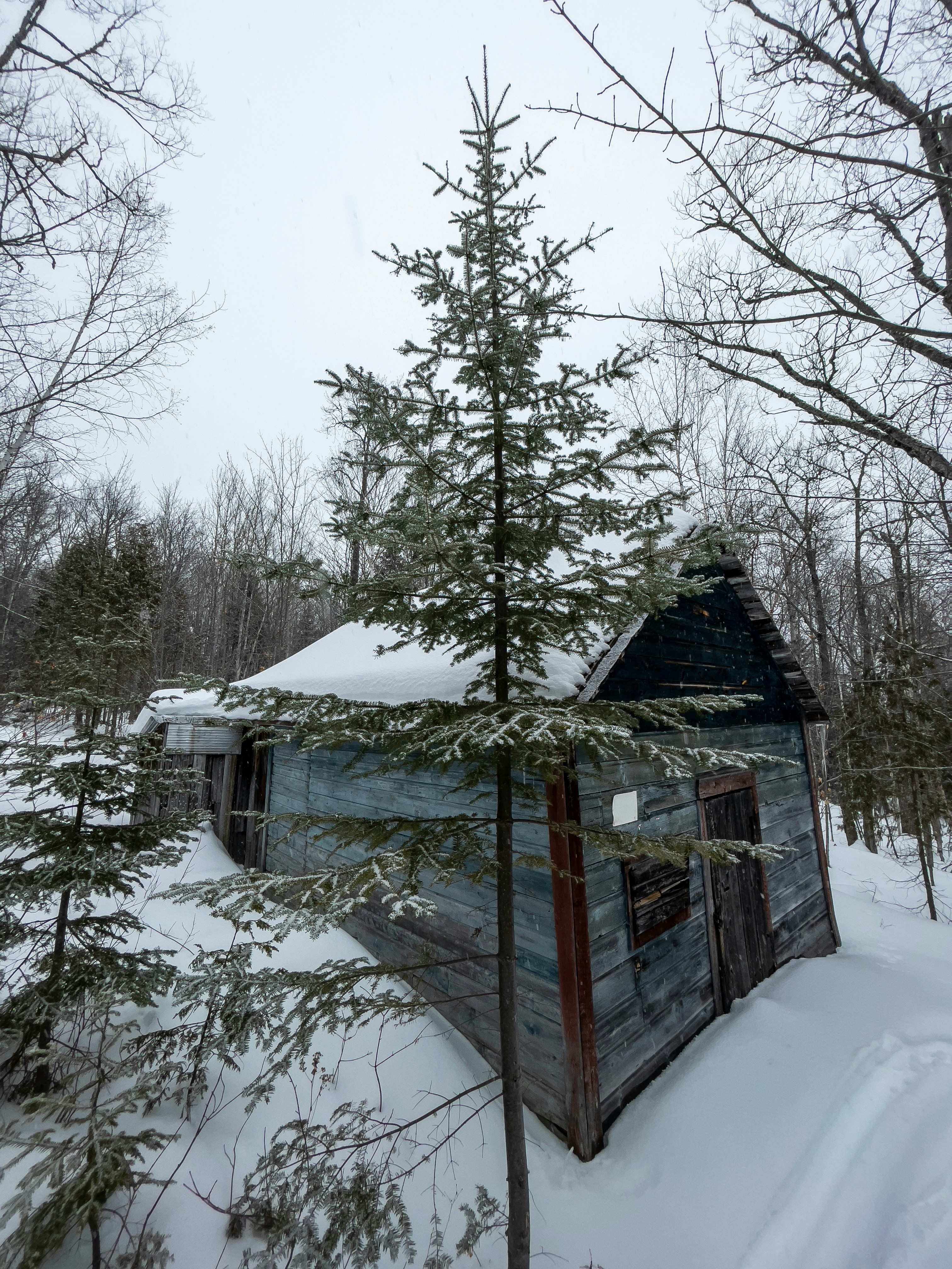 Winter Sentinel: A Weathered Cabin Framed by a Watching Pine