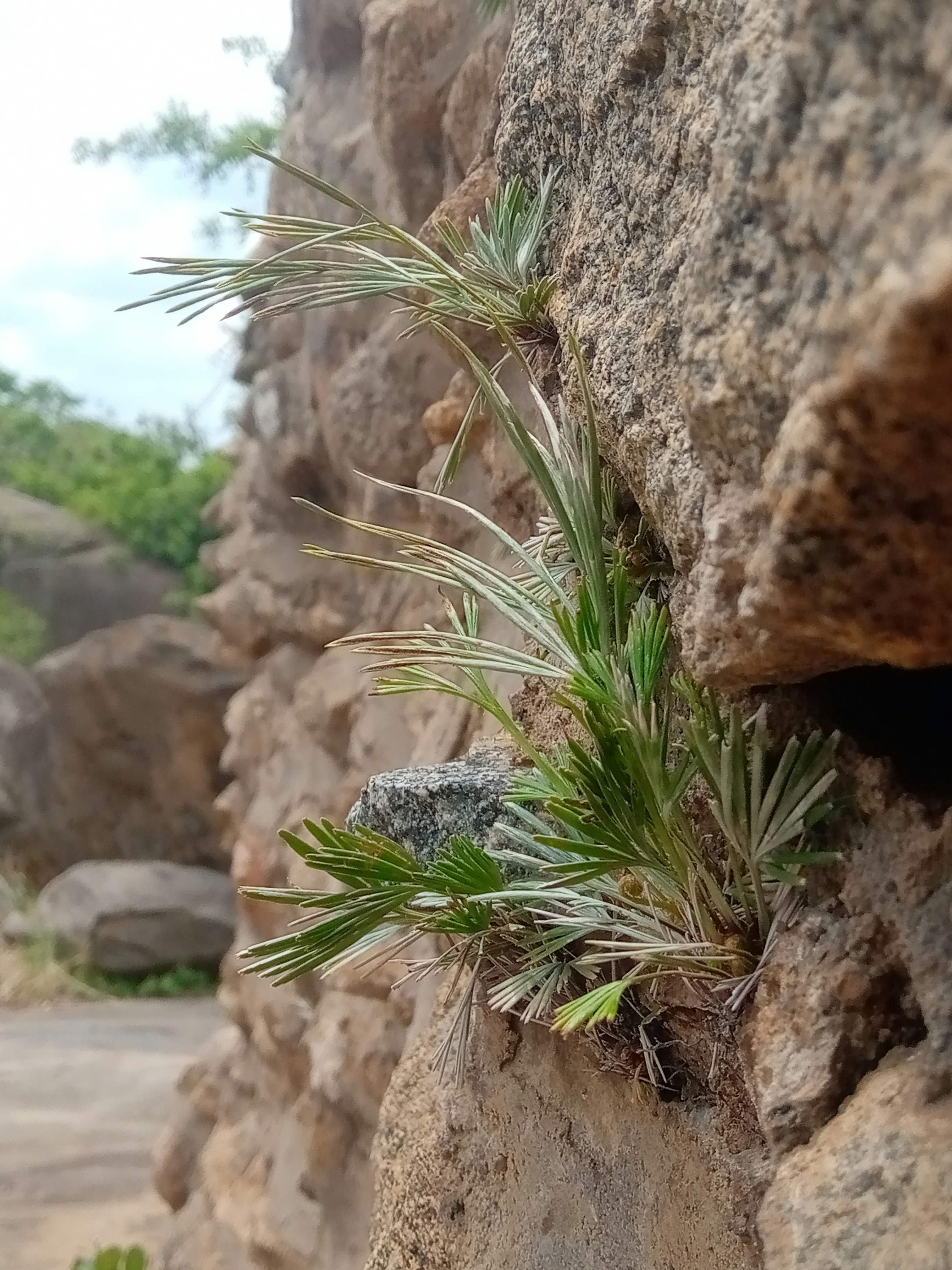 A green plant thrives in a crevice of a weathered stone wall, illustrating nature's ability to adapt and flourish in challenging environments.