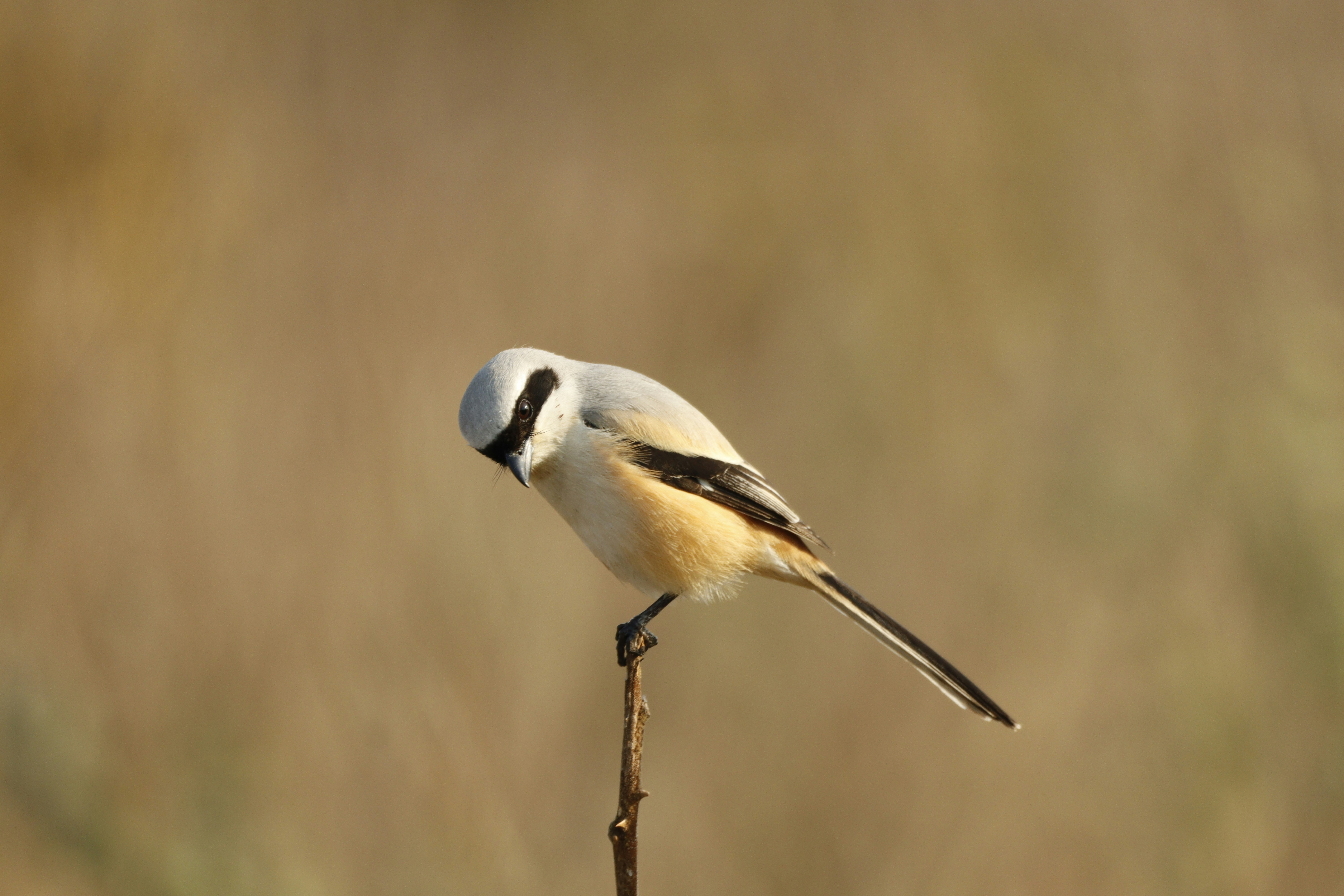 Un pequeño pájaro sentado encima de un palo foto – Imagen de Pájaro ...