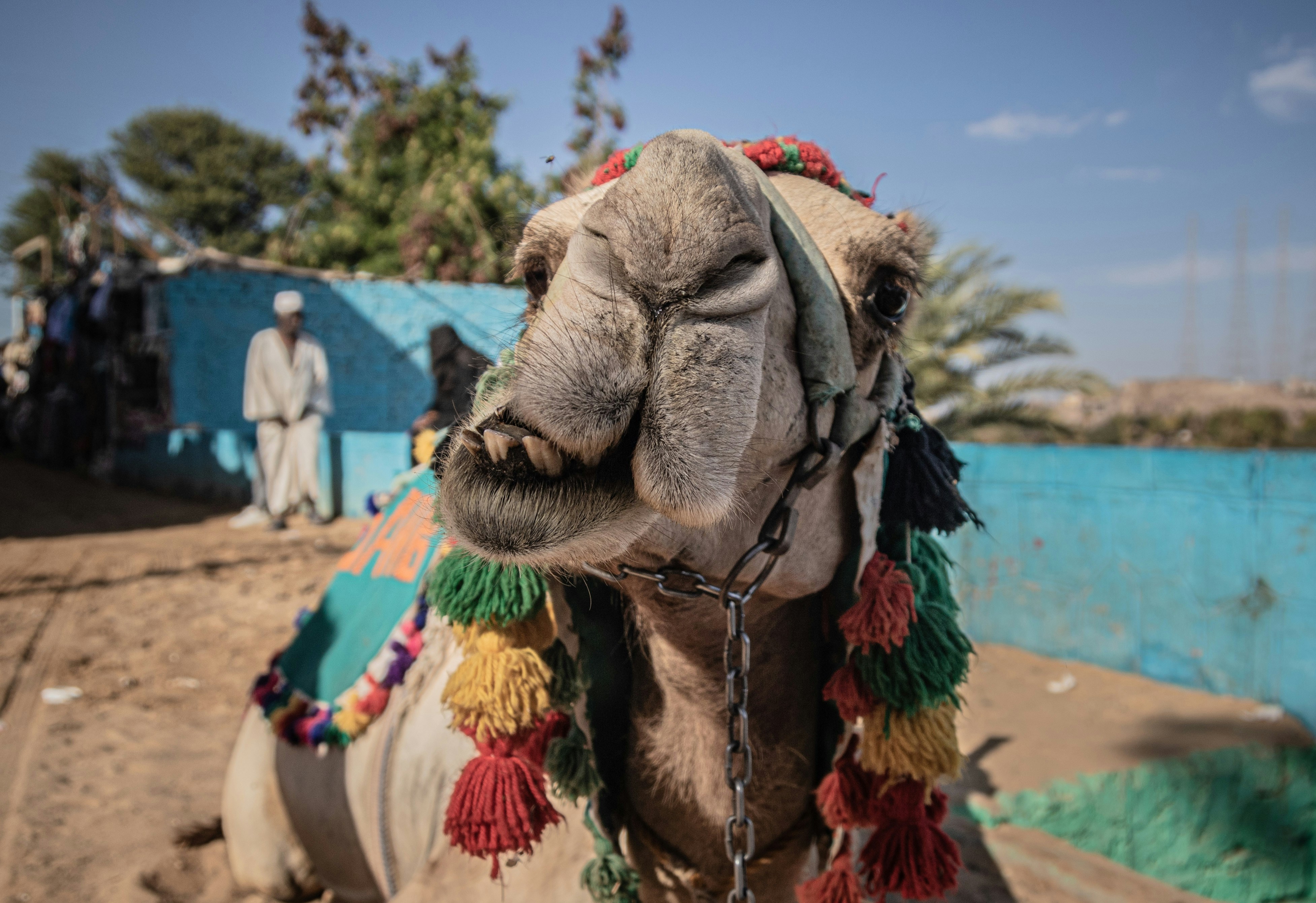 A close up of a camel with a man in the background photo – Free Human ...