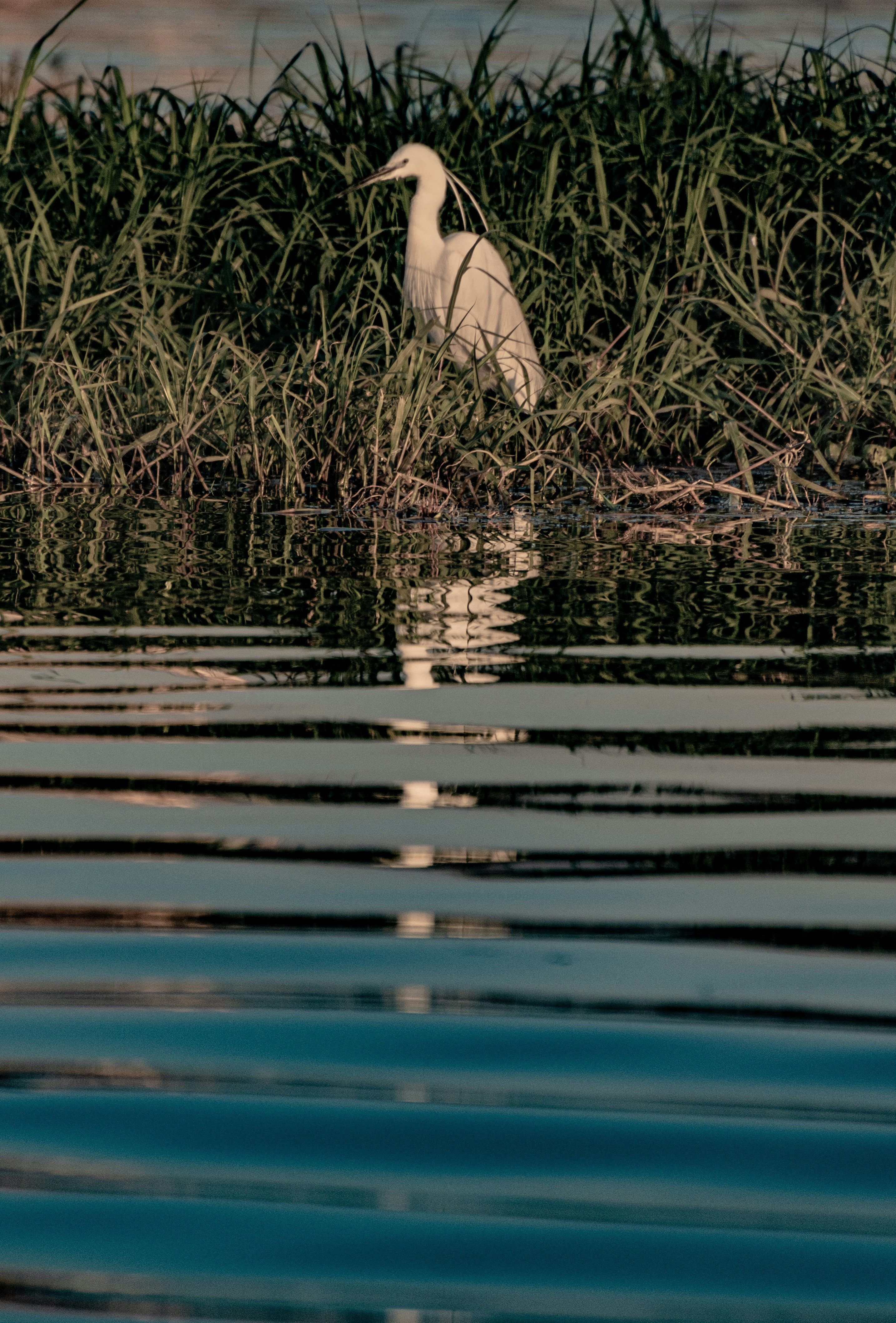 Pale Egret at the River's Edge: Silent Sentinel Among Reeds