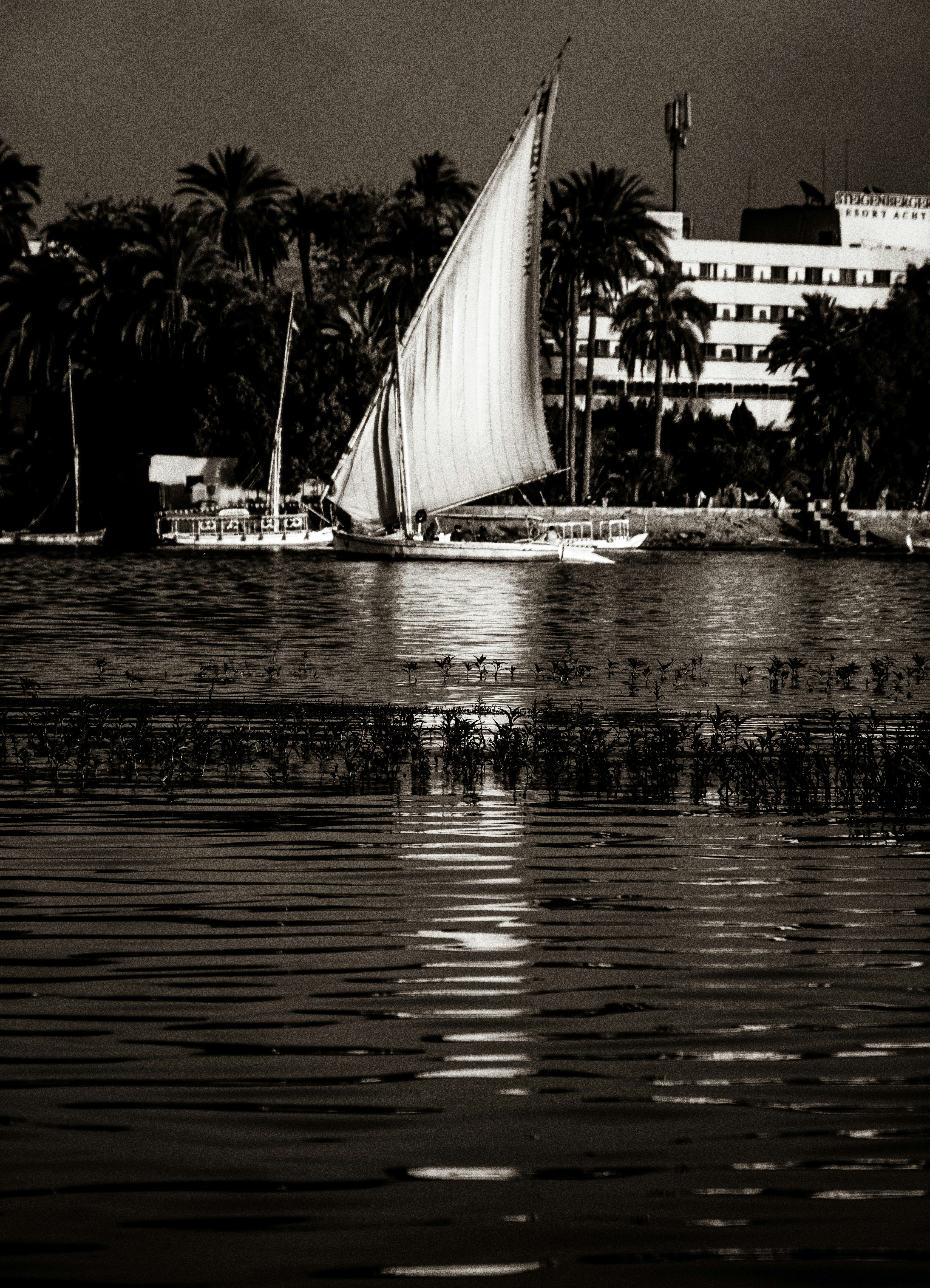 Tall Sail Against Palm Shadows over a Quiet Harbor