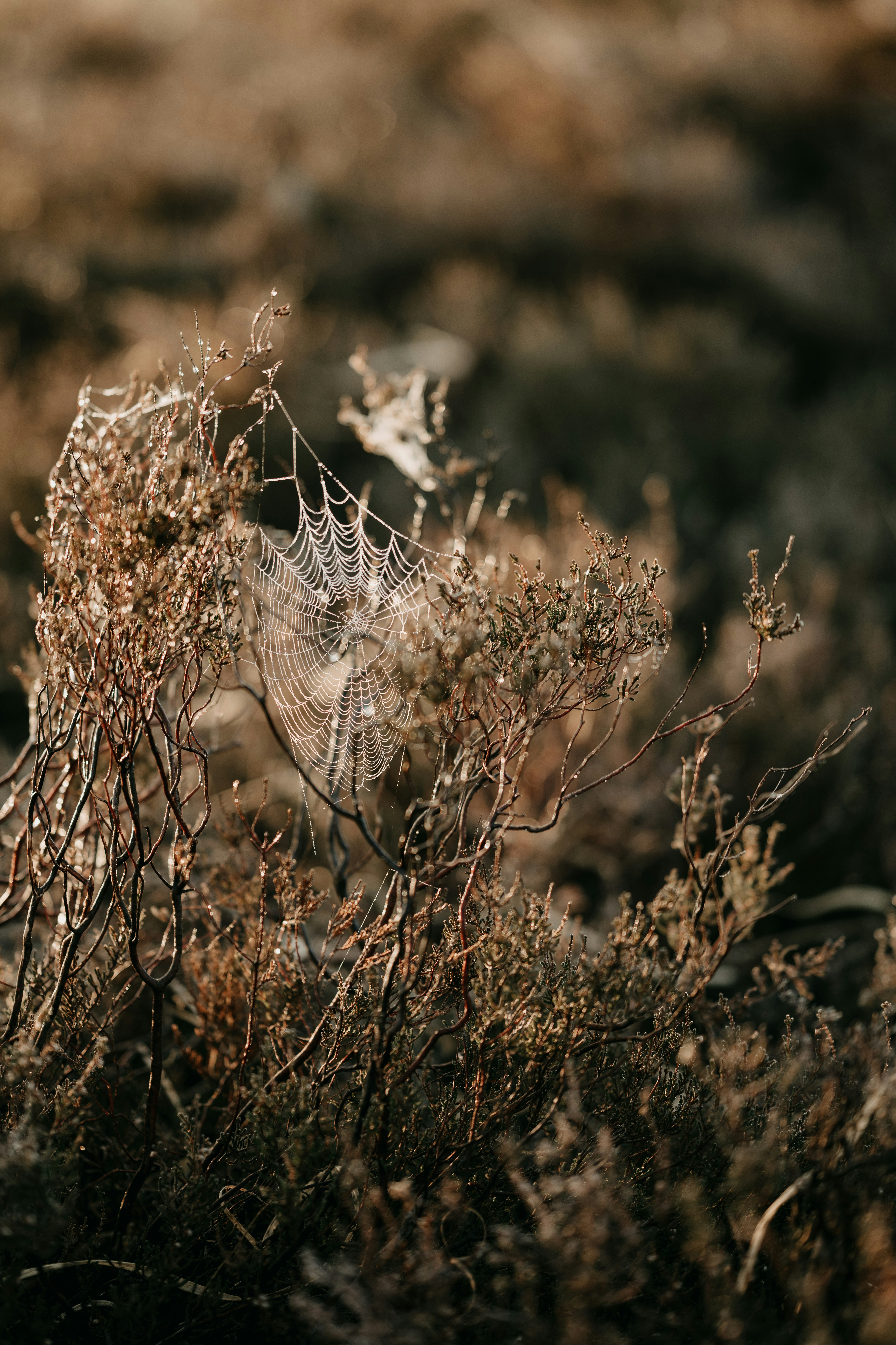 A spider web sitting on top of a dry grass field photo – Free Spiders ...