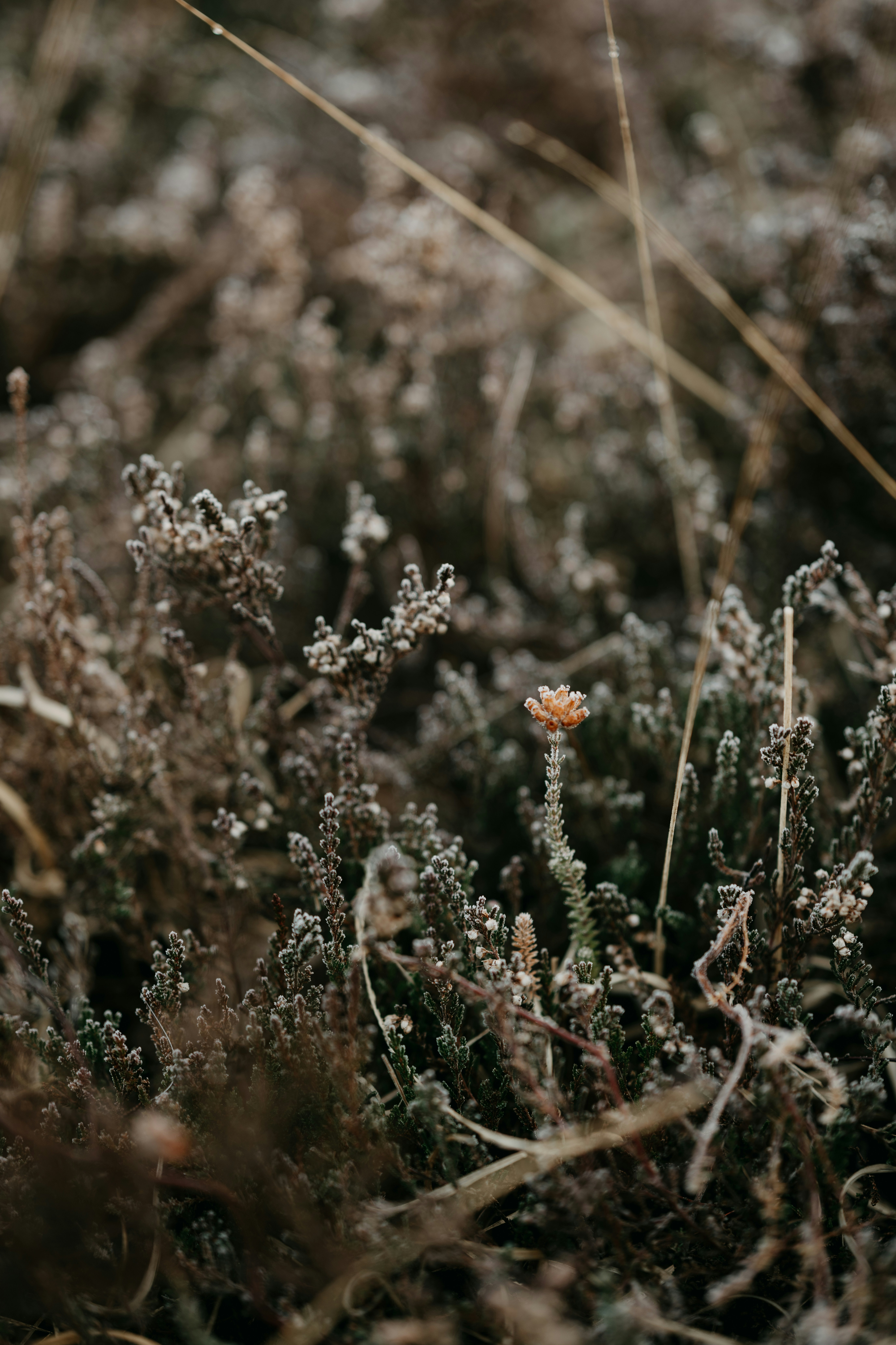 HD photo by Annie Spratt