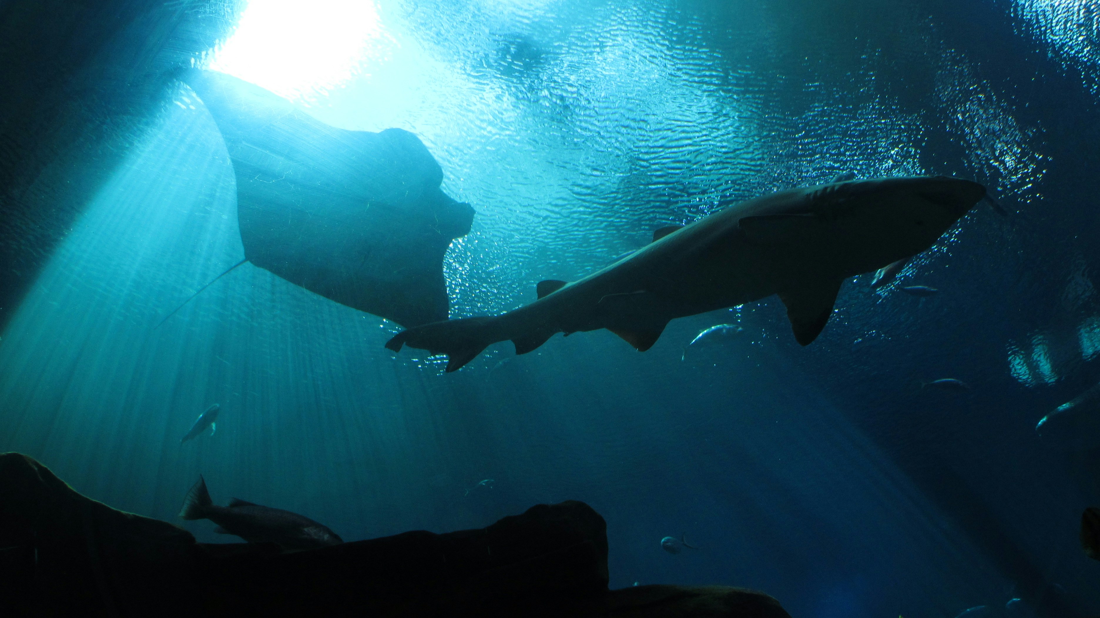 Large shark silhouette glides through sunbeams in a clear blue underwater chamber, with rocky silhouettes in the foreground. This photograph emphasizes underwater light, scale, and motion.