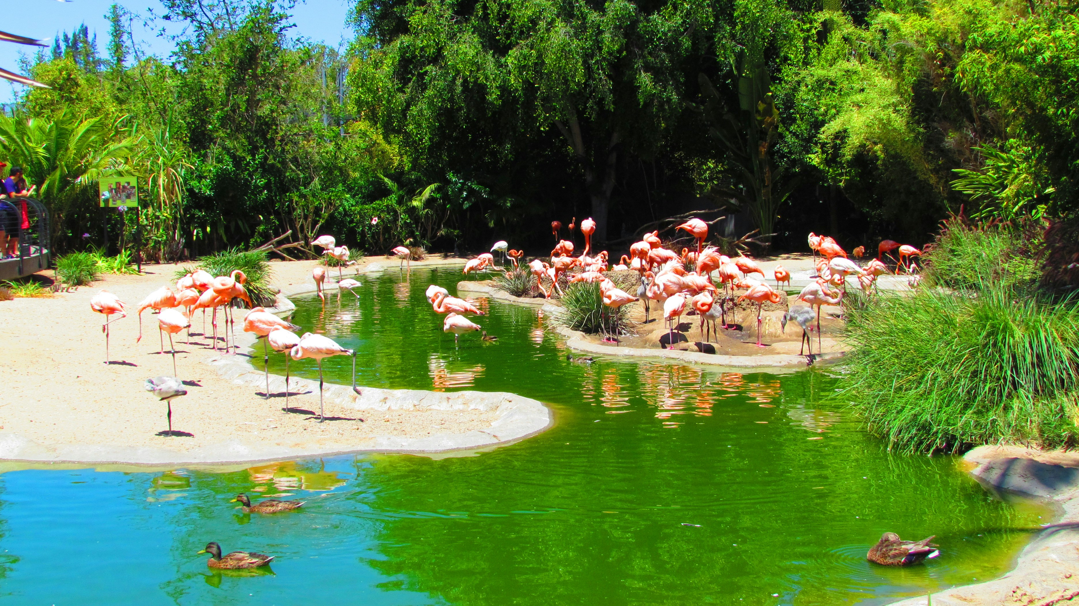A vibrant scene featuring a group of flamingos wading in a serene green pond surrounded by lush vegetation. The tranquil setting showcases the elegance of these birds in their natural habitat.