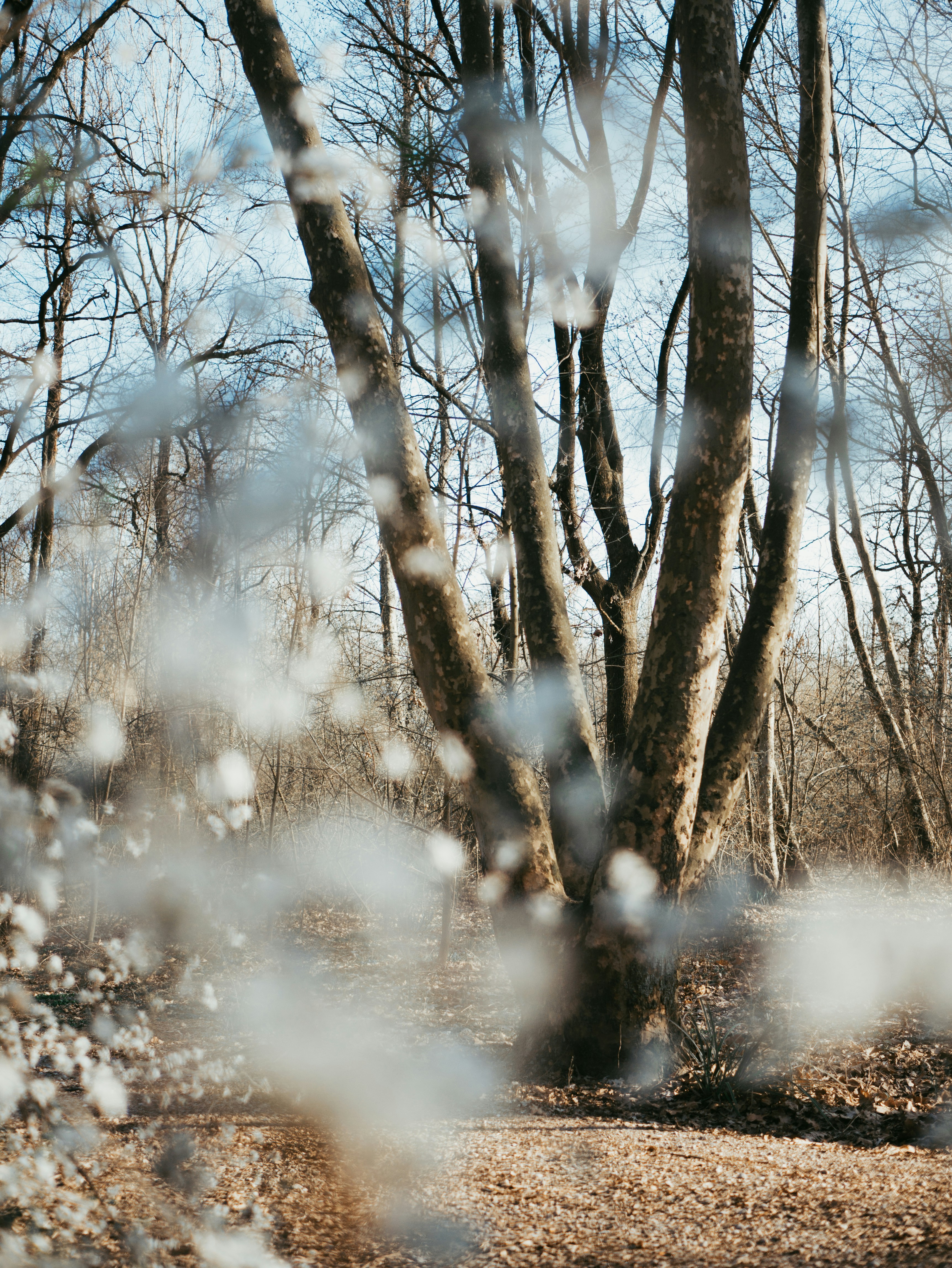 A view of a tree through a window photo – Free Italy Image on Unsplash