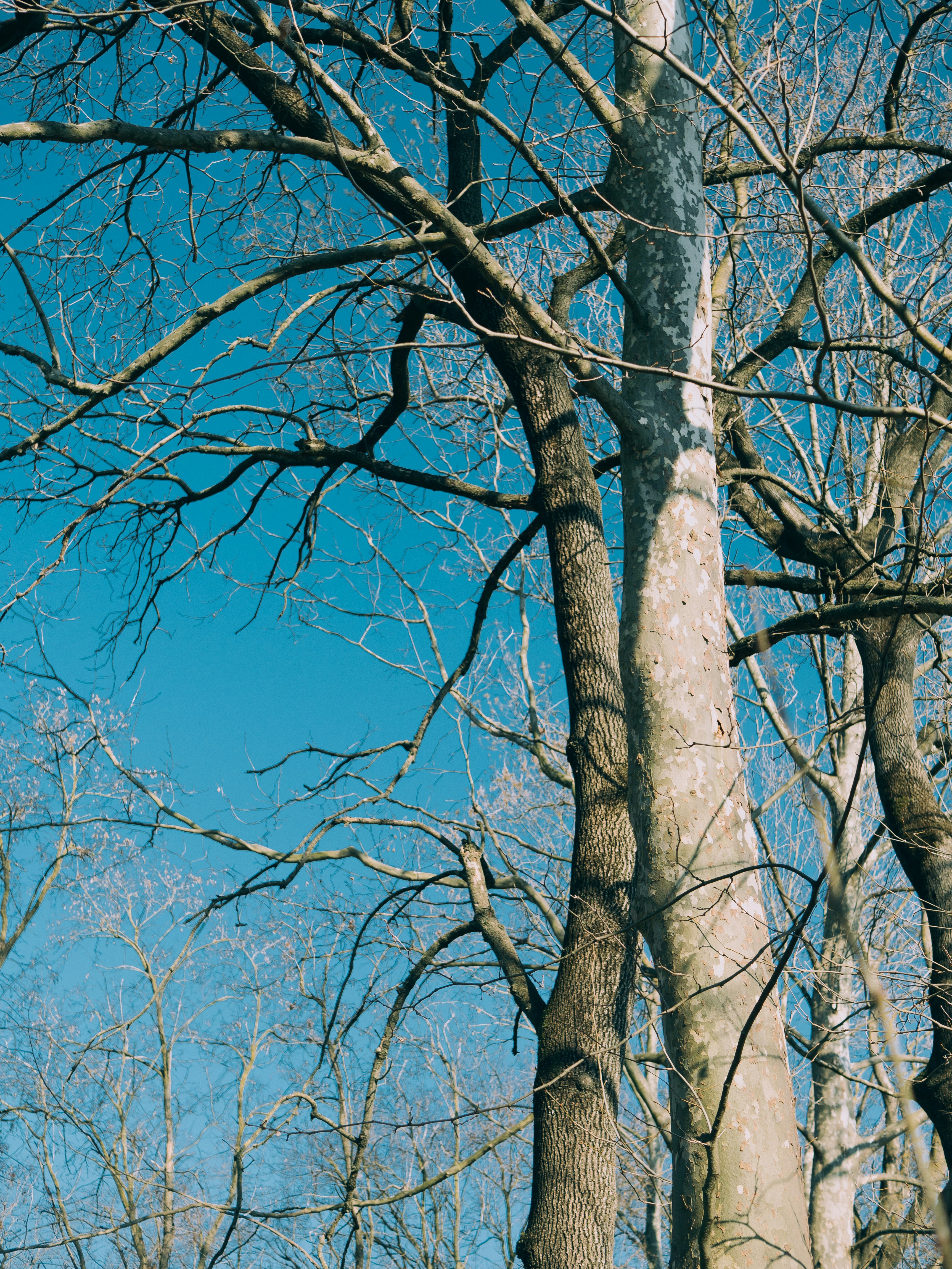 A tree with no leaves and a blue sky in the background photo – Free ...