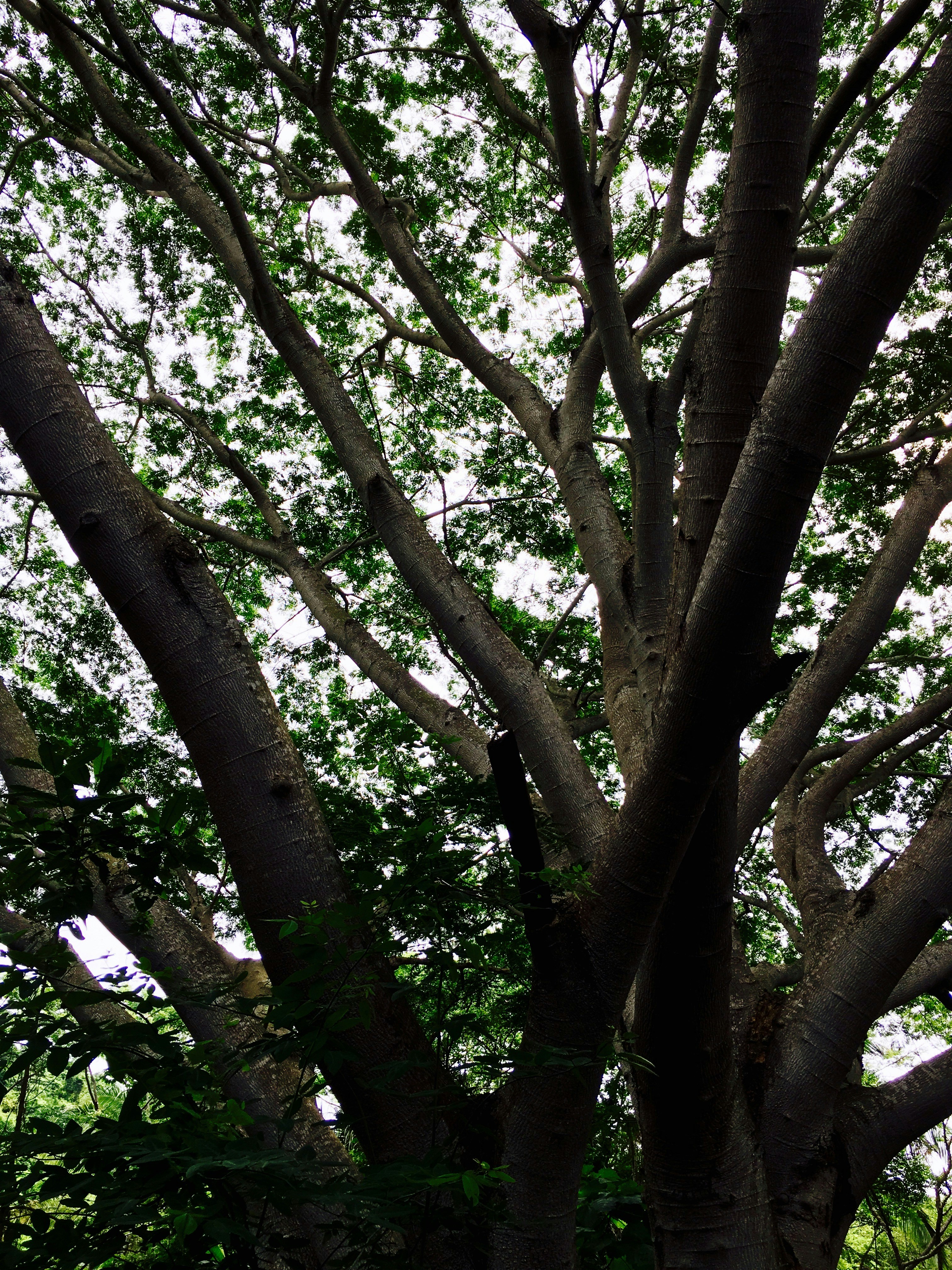 A large tree with lots of green leaves photo – Free Tree Image on Unsplash
