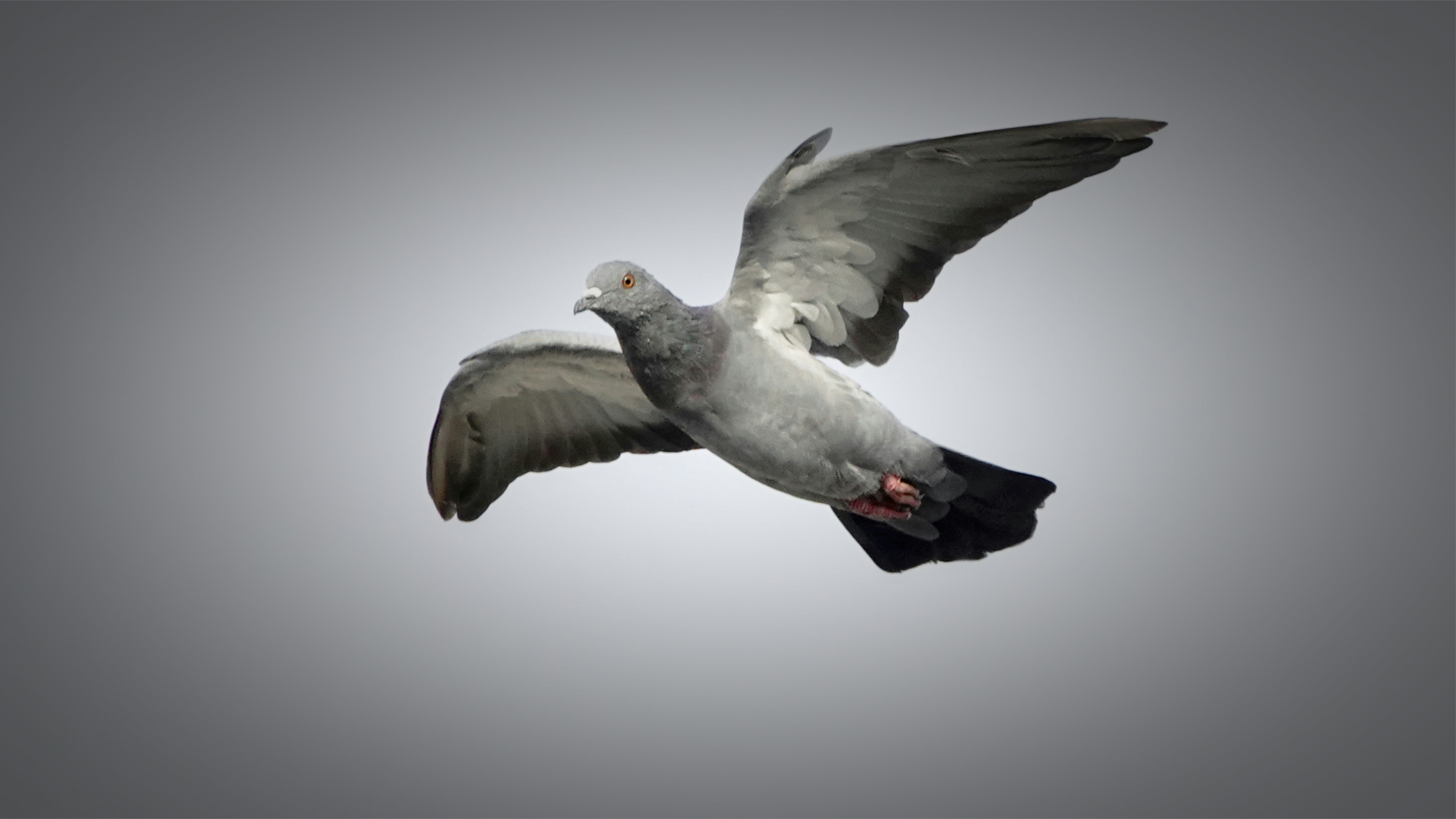 A white and gray bird flying in the sky photo – Free Grey background ...