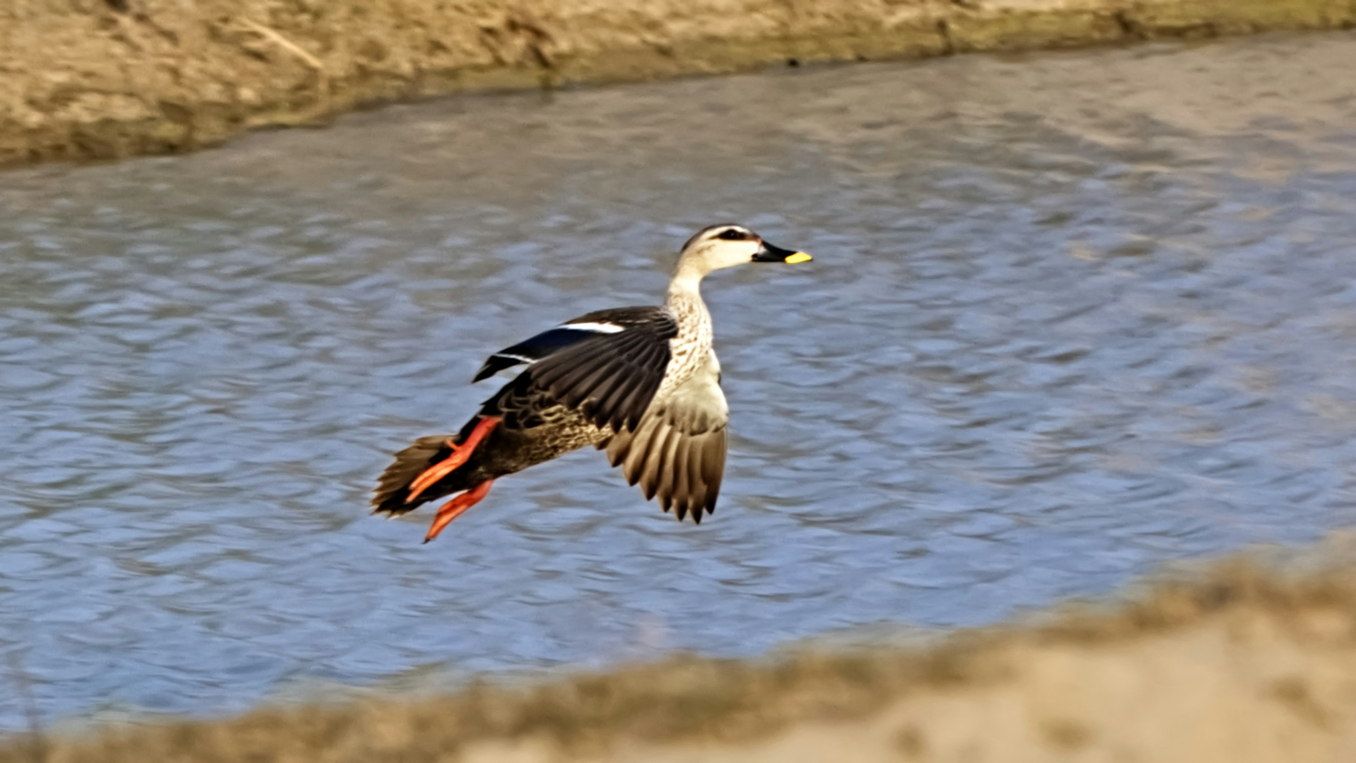 Riverflight: a white-headed waterfowl glides over sunlit water