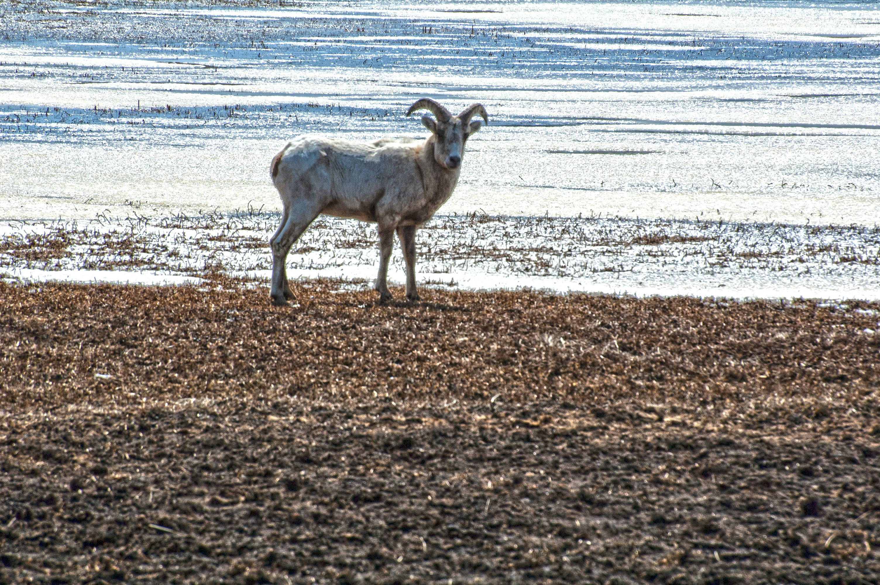 A goat standing on top of a beach next to the ocean photo – Free Grey ...