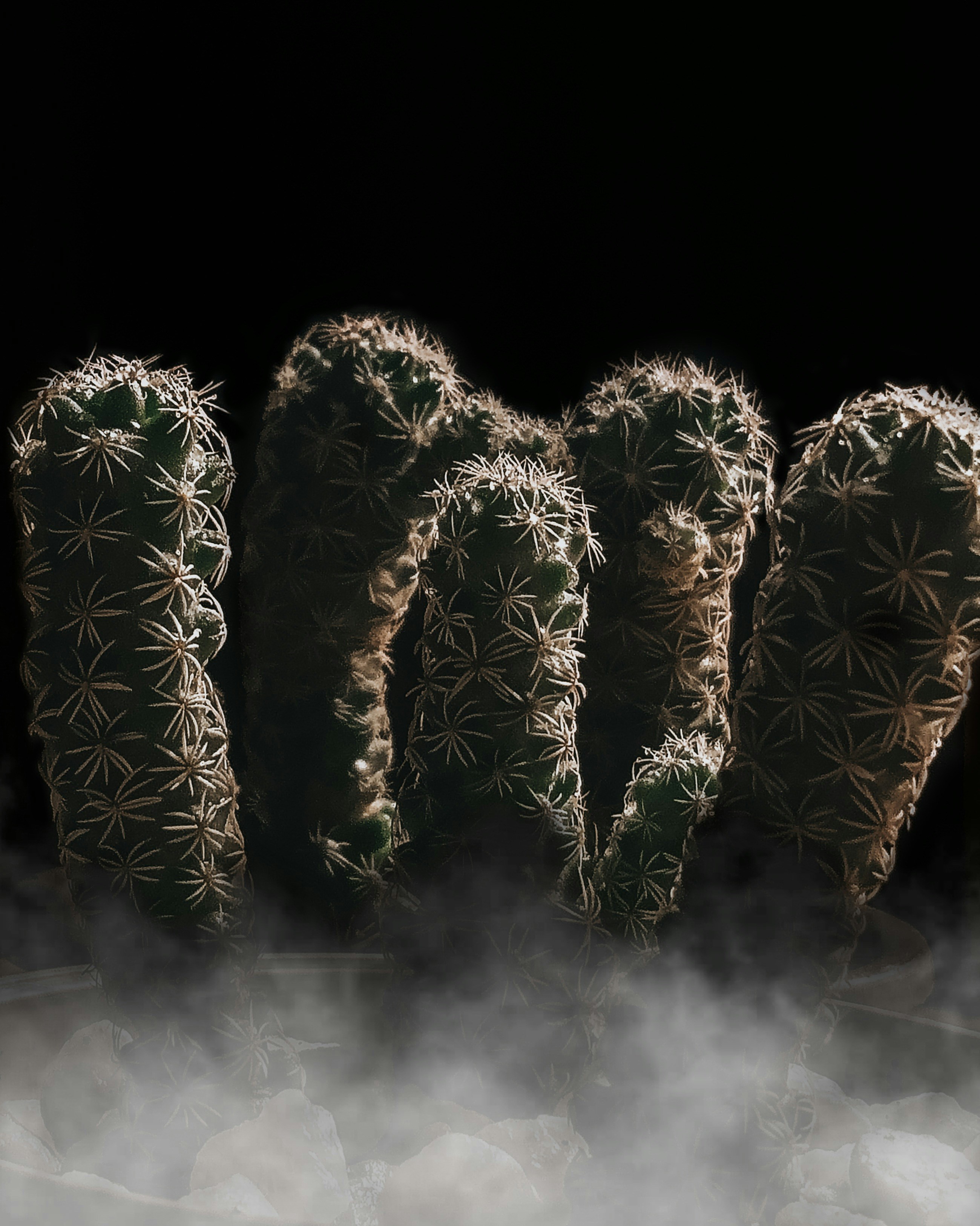 Midnight Spines: Fog-Wreathed Cacti Stand Tall Against Darkness