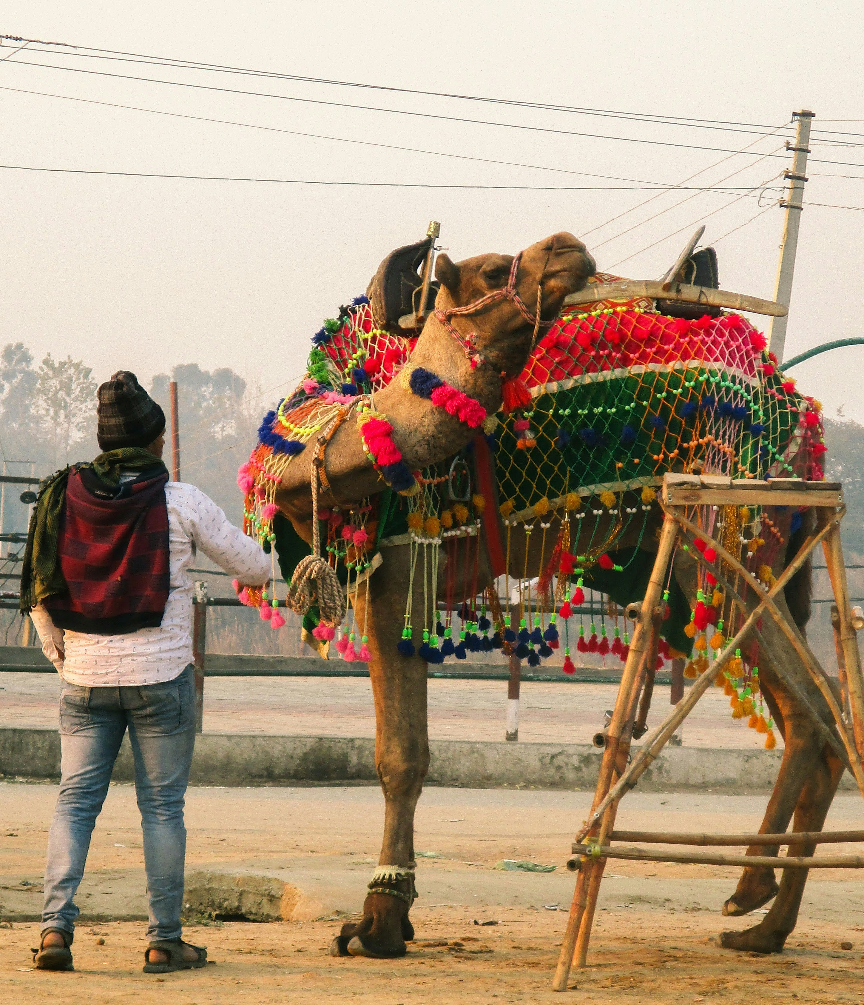 Midday Caravan: A Decorated Camelscape and the Hand that Guides It