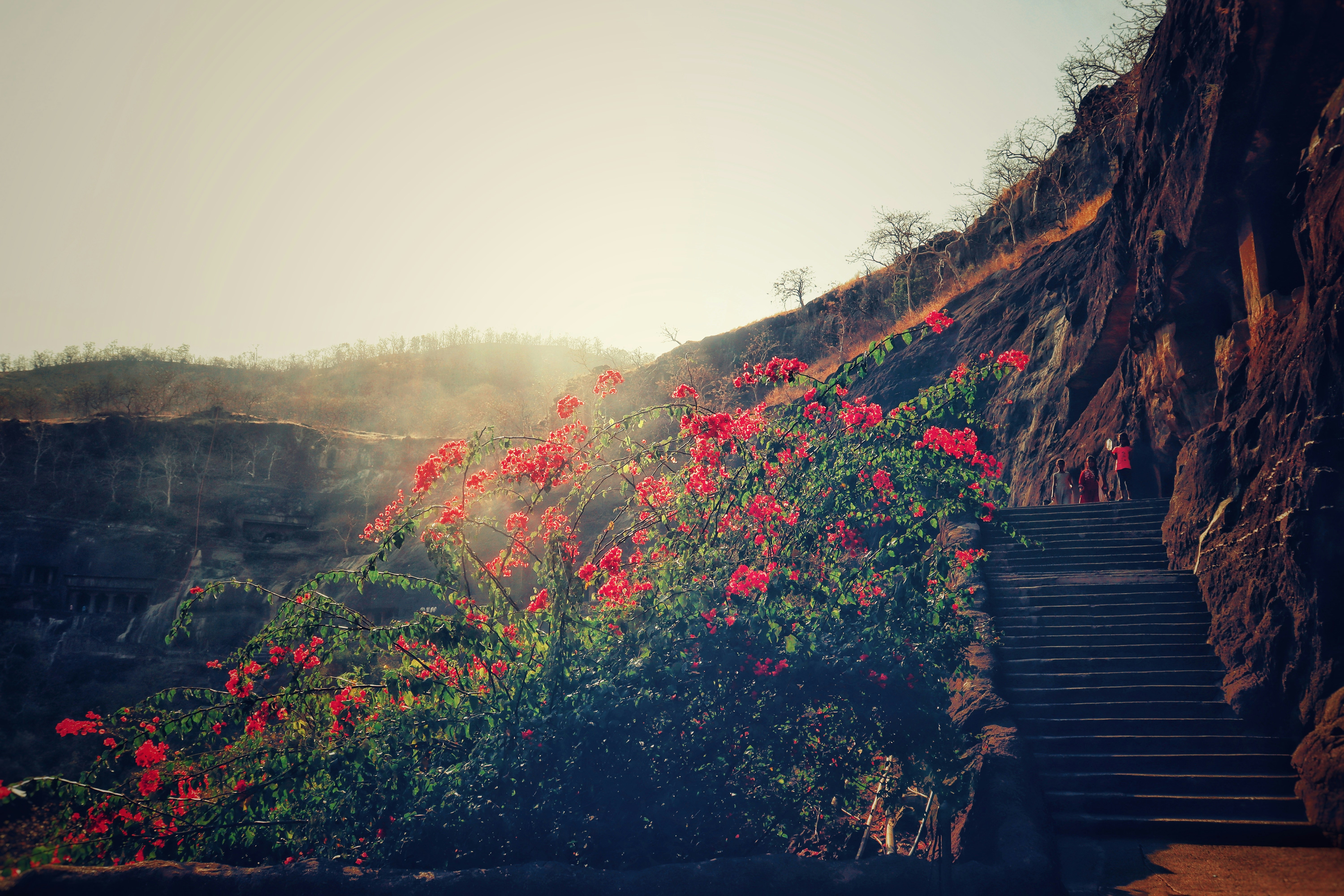 Crimson Bloom Staircase: Golden Hour on a Cliffside Path