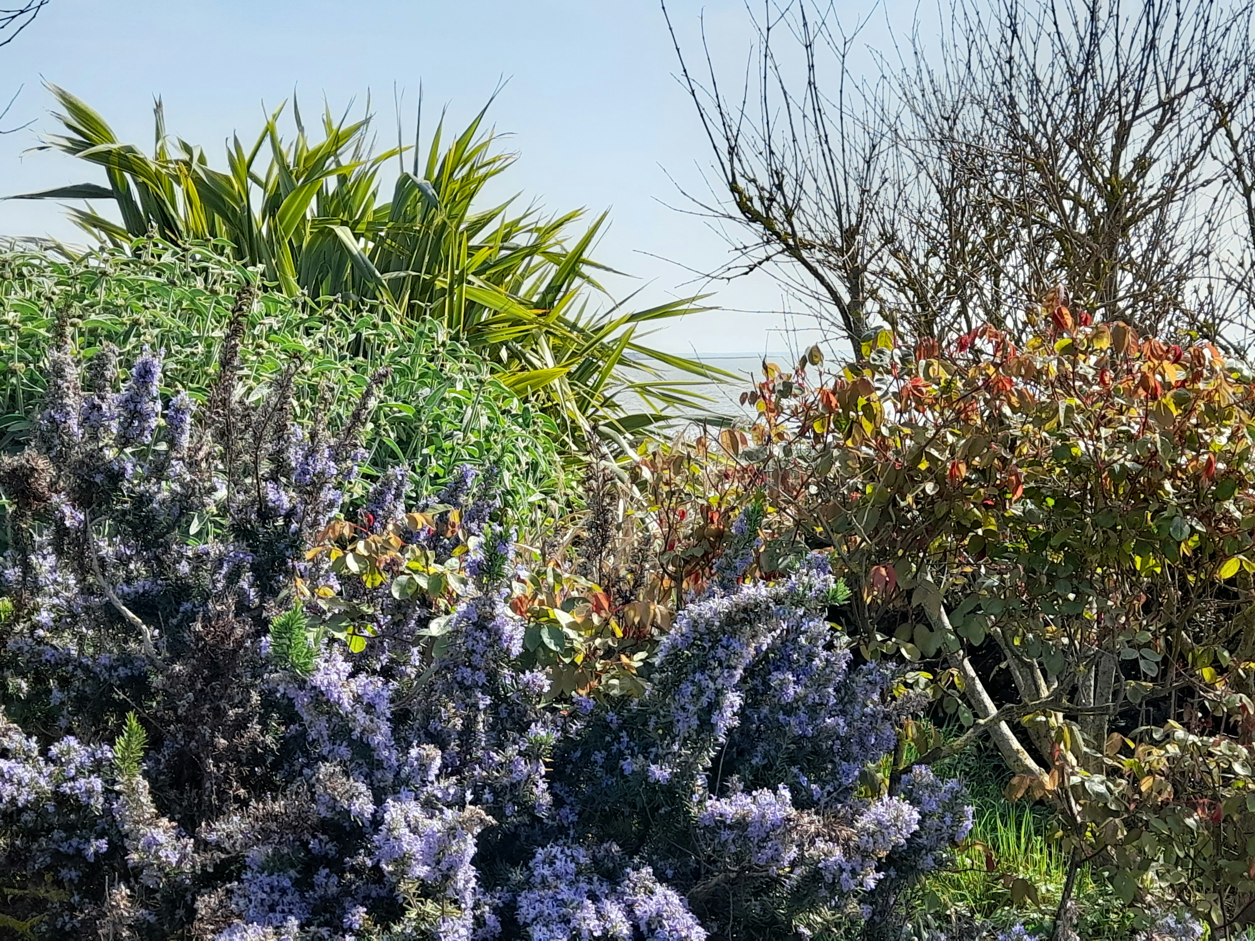 Floral Mosaic in Afternoon Light