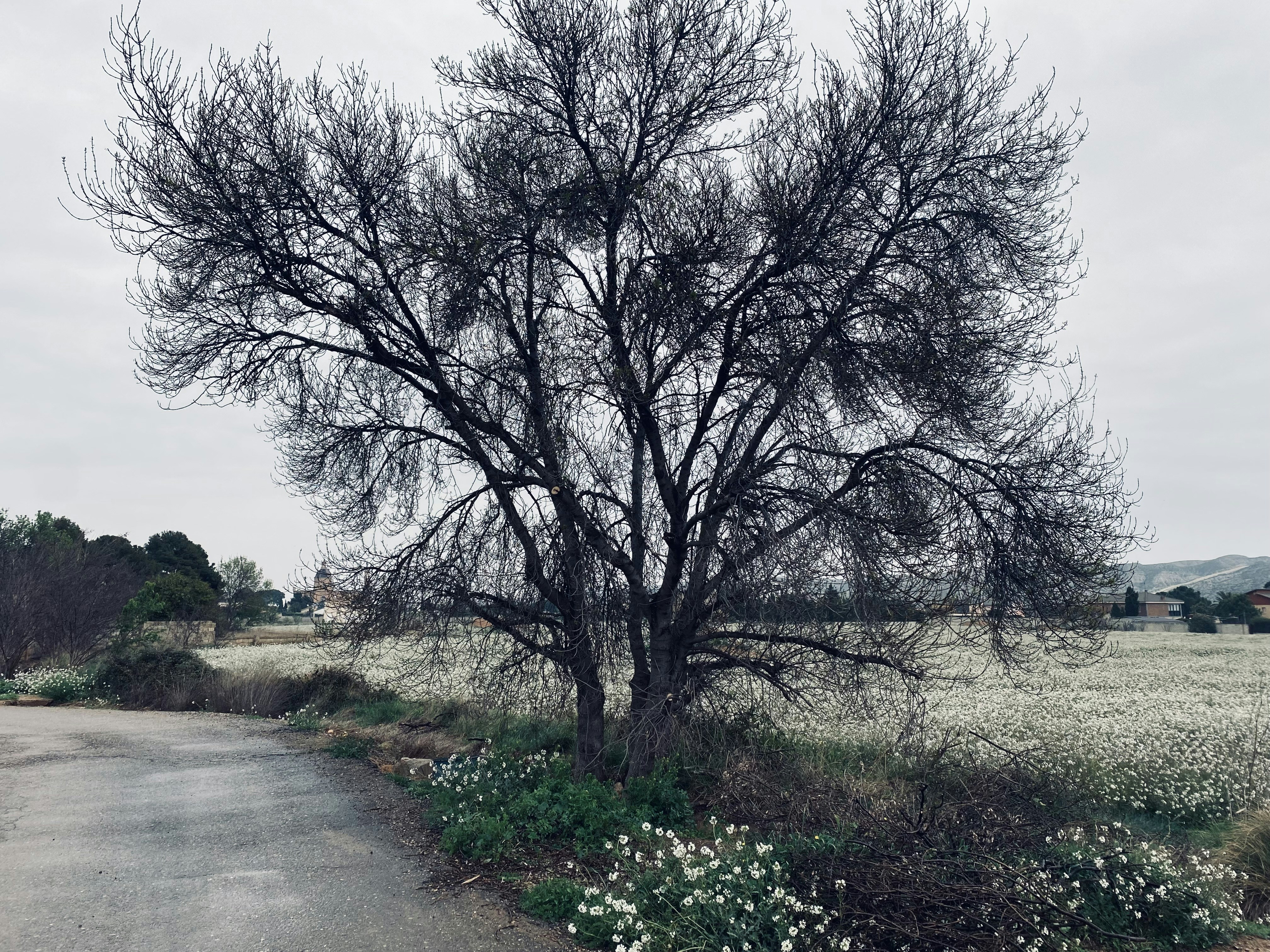 Lone Bare Tree Standing Guard Over a Quiet Field