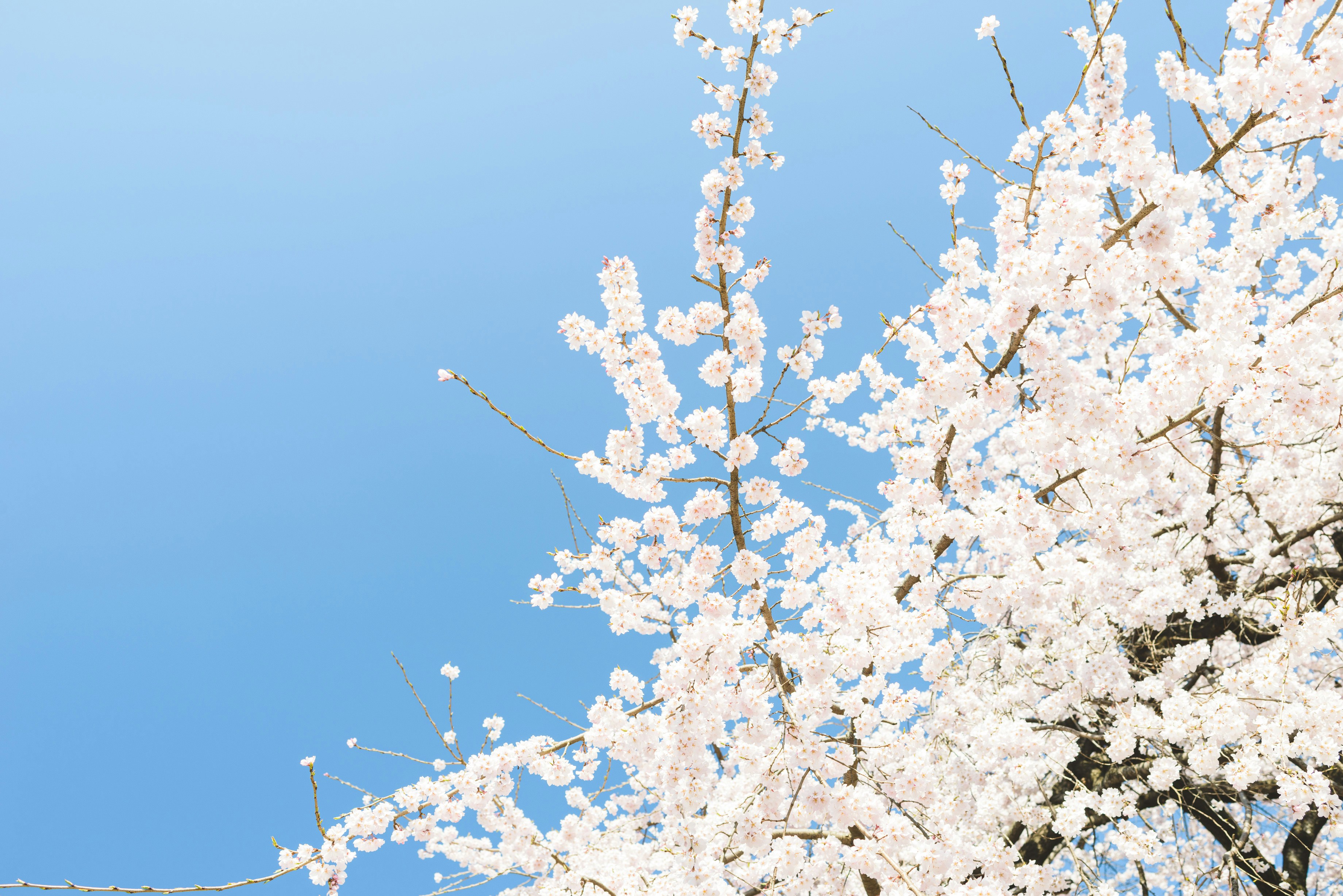 Azure Sky Framed by White Cherry Blossoms in Full Bloom