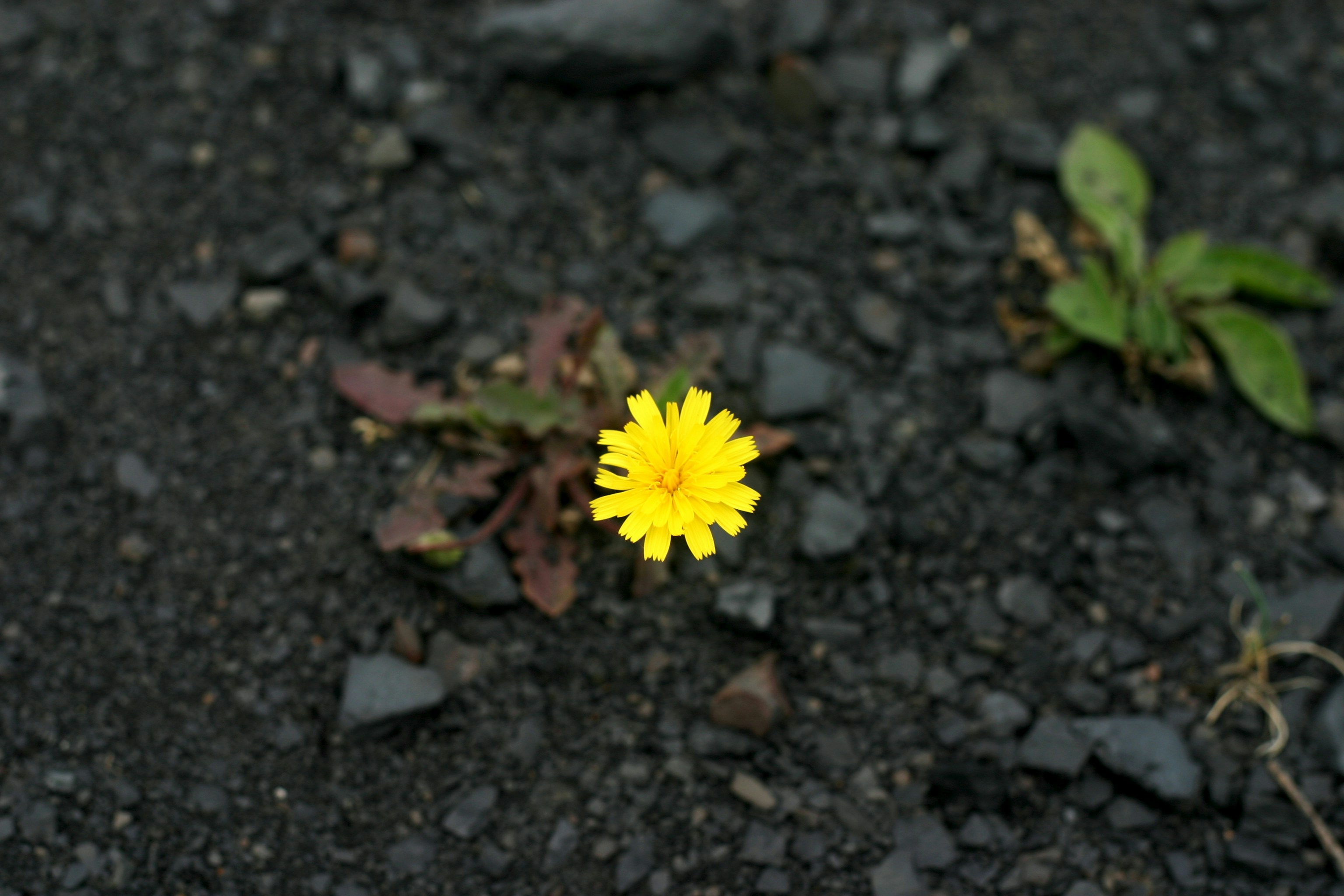 a small yellow flower sitting on top of a black ground