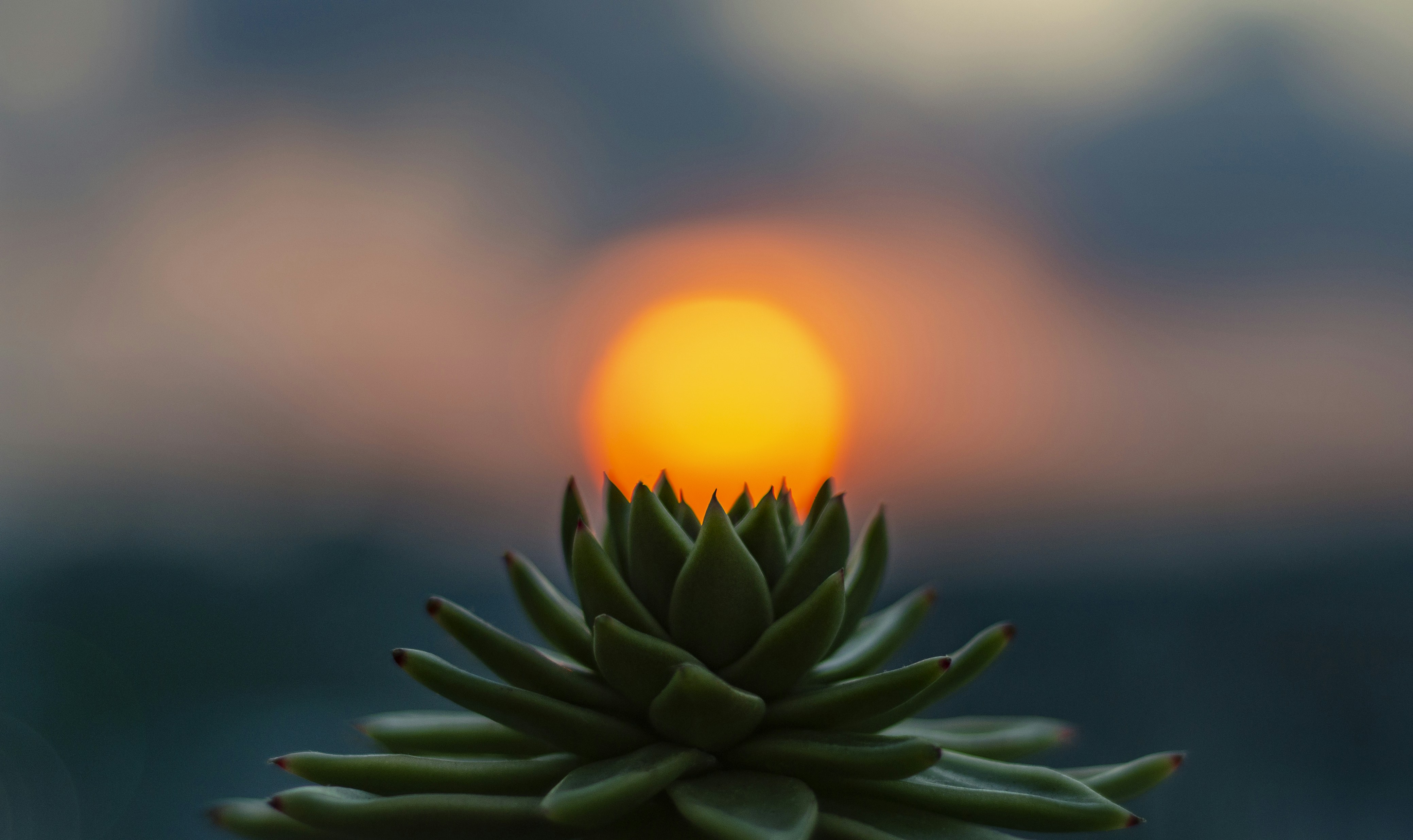 Molten Horizon Frond: A succulent foreground against a setting sun
