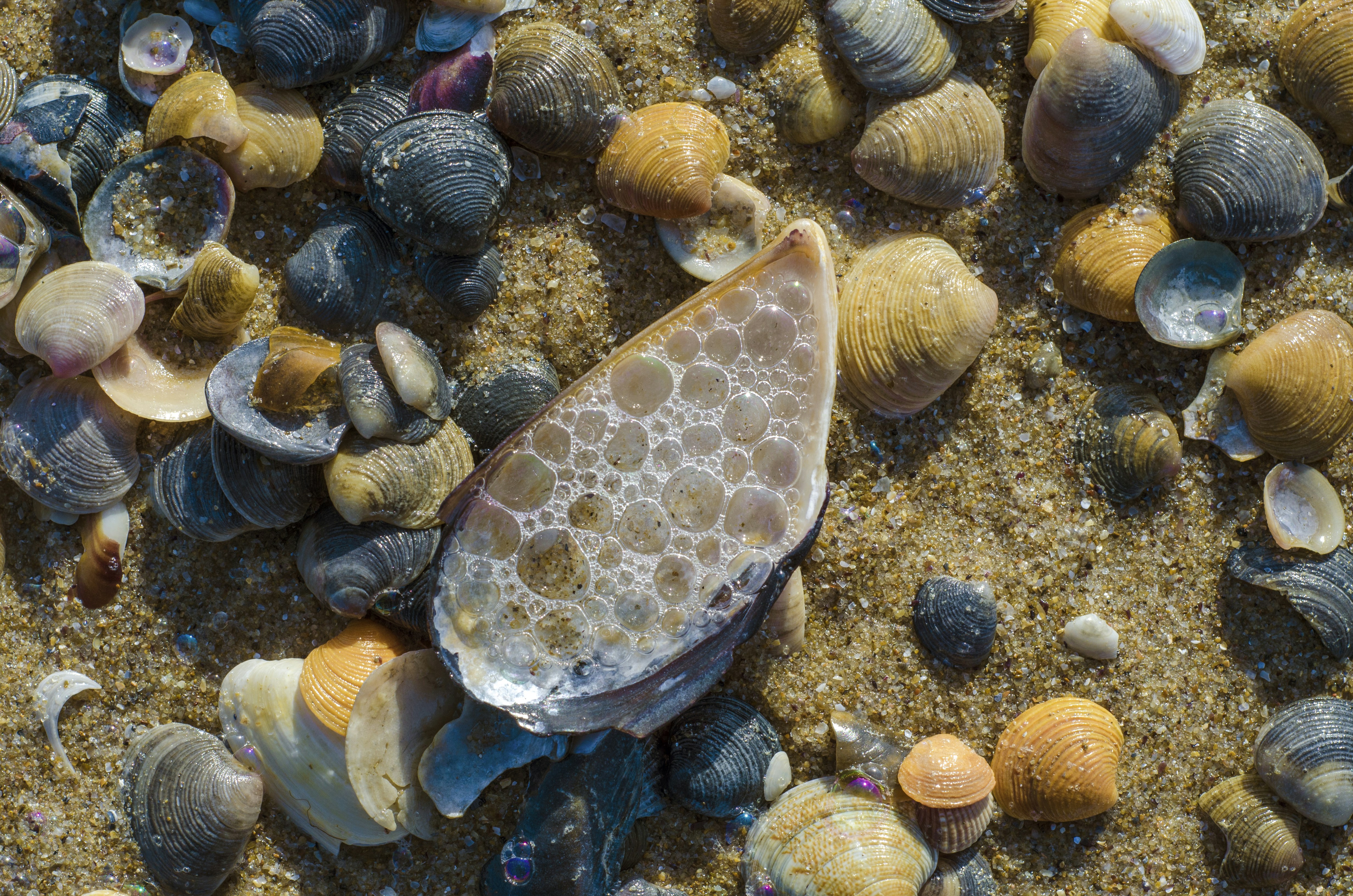A bunch of seashells are laying on the sand photo – Free Ukraine Image ...