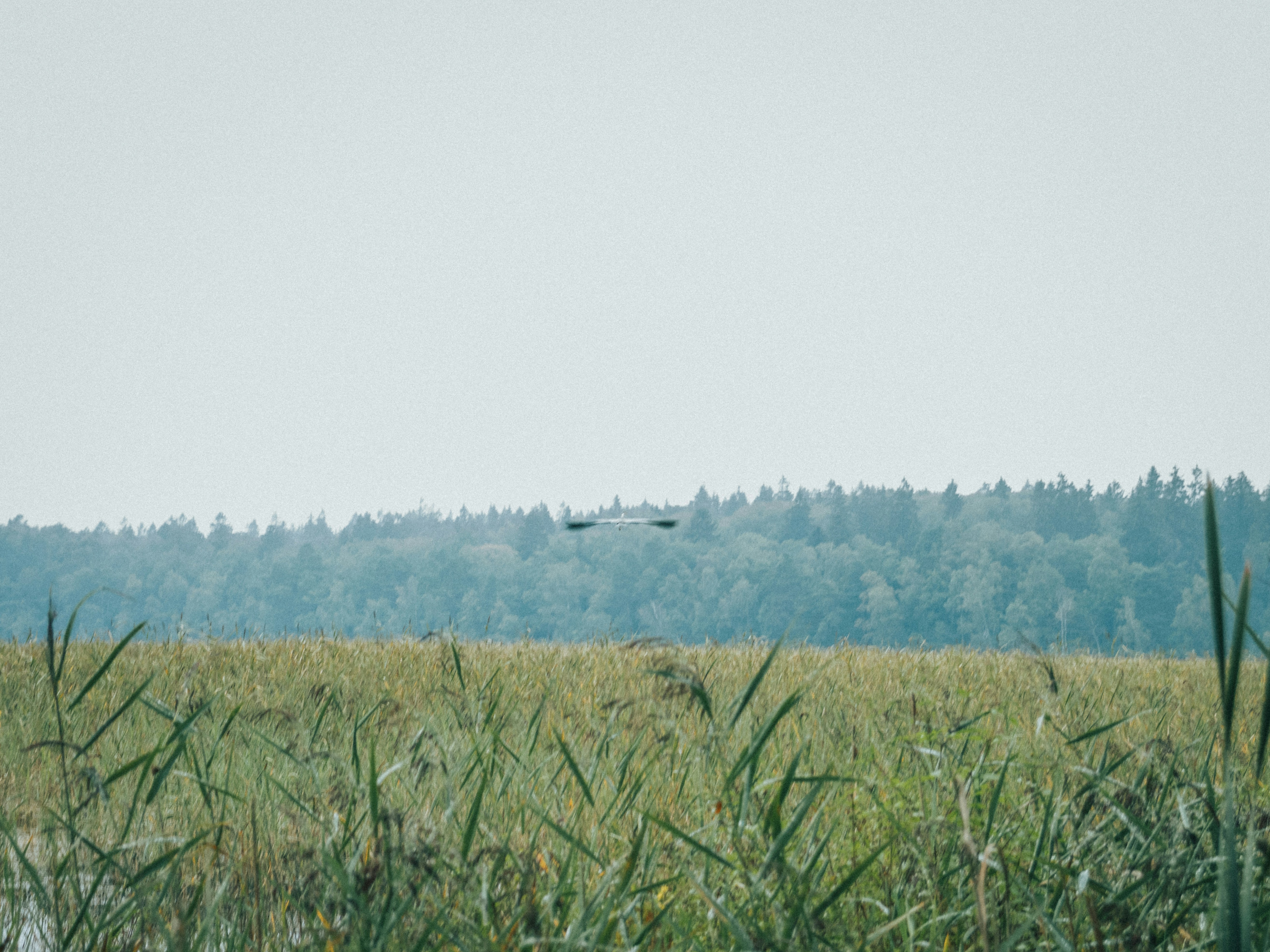 a bird flying over a lush green field