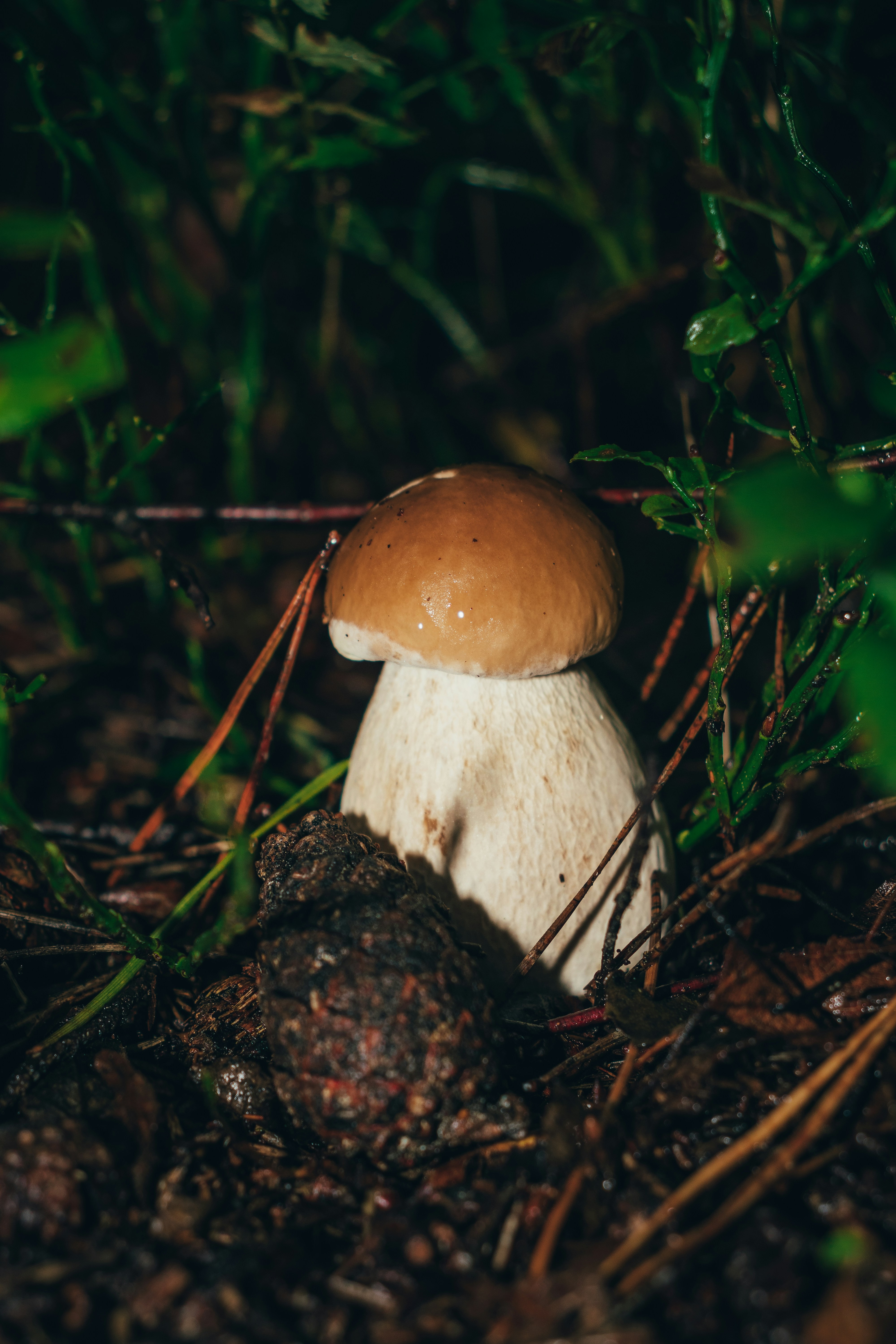 A delicate mushroom emerges from the forest floor, surrounded by lush greenery and earthy textures.
