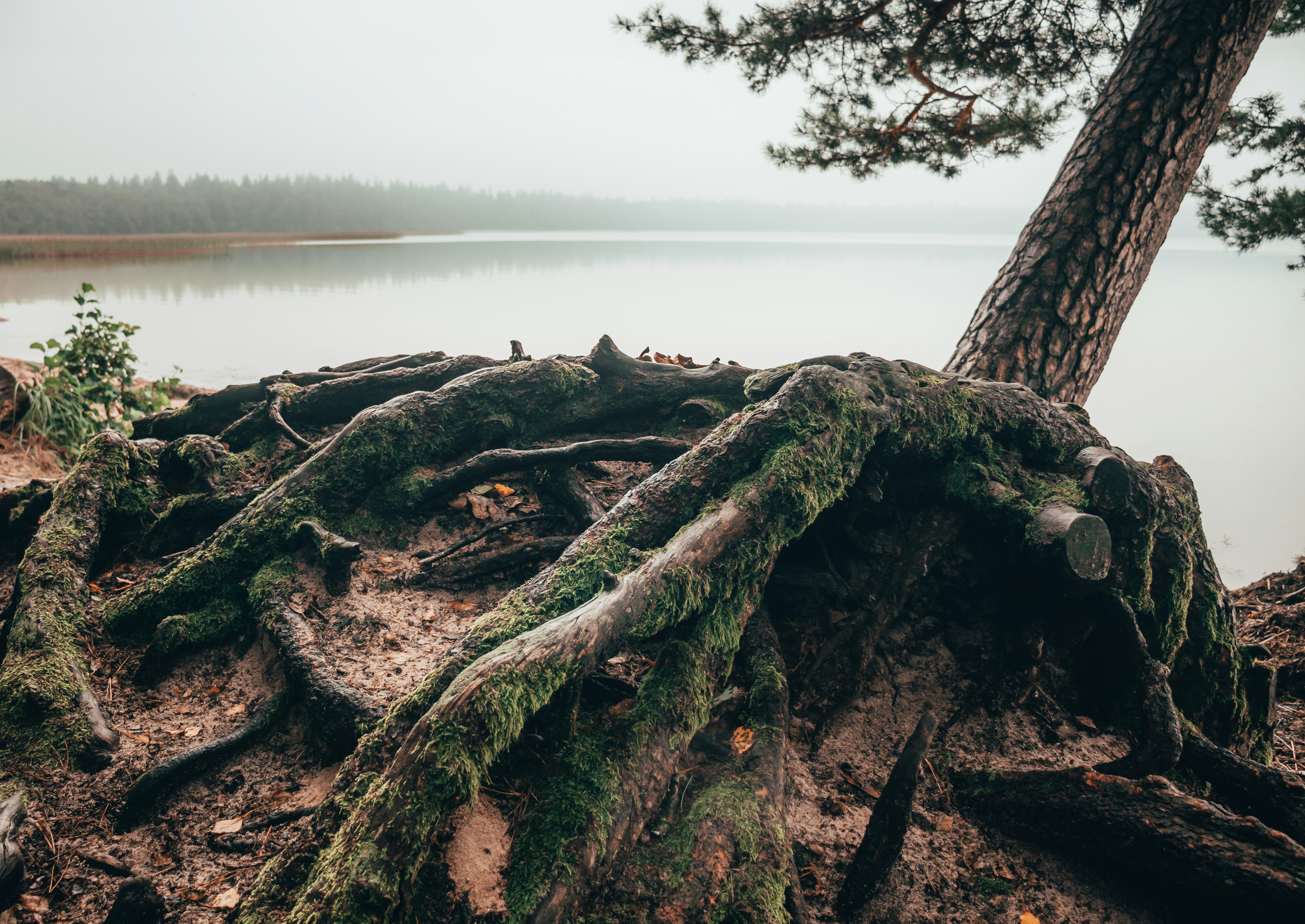 Moss-Crowned Roots Embrace the Quiet Lakeshore