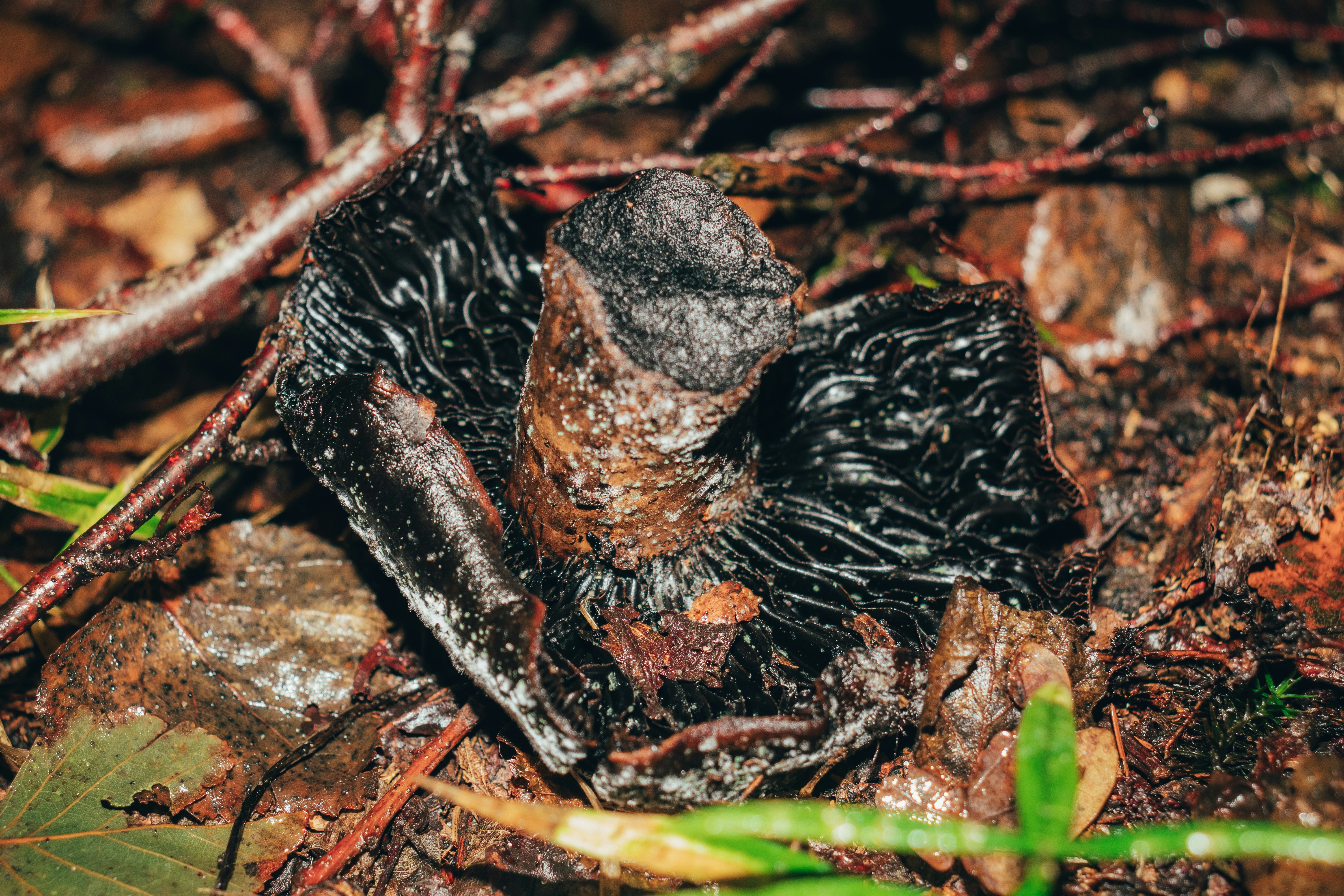 Charred Leaf Remnant Crowned by Damp Forest Debris