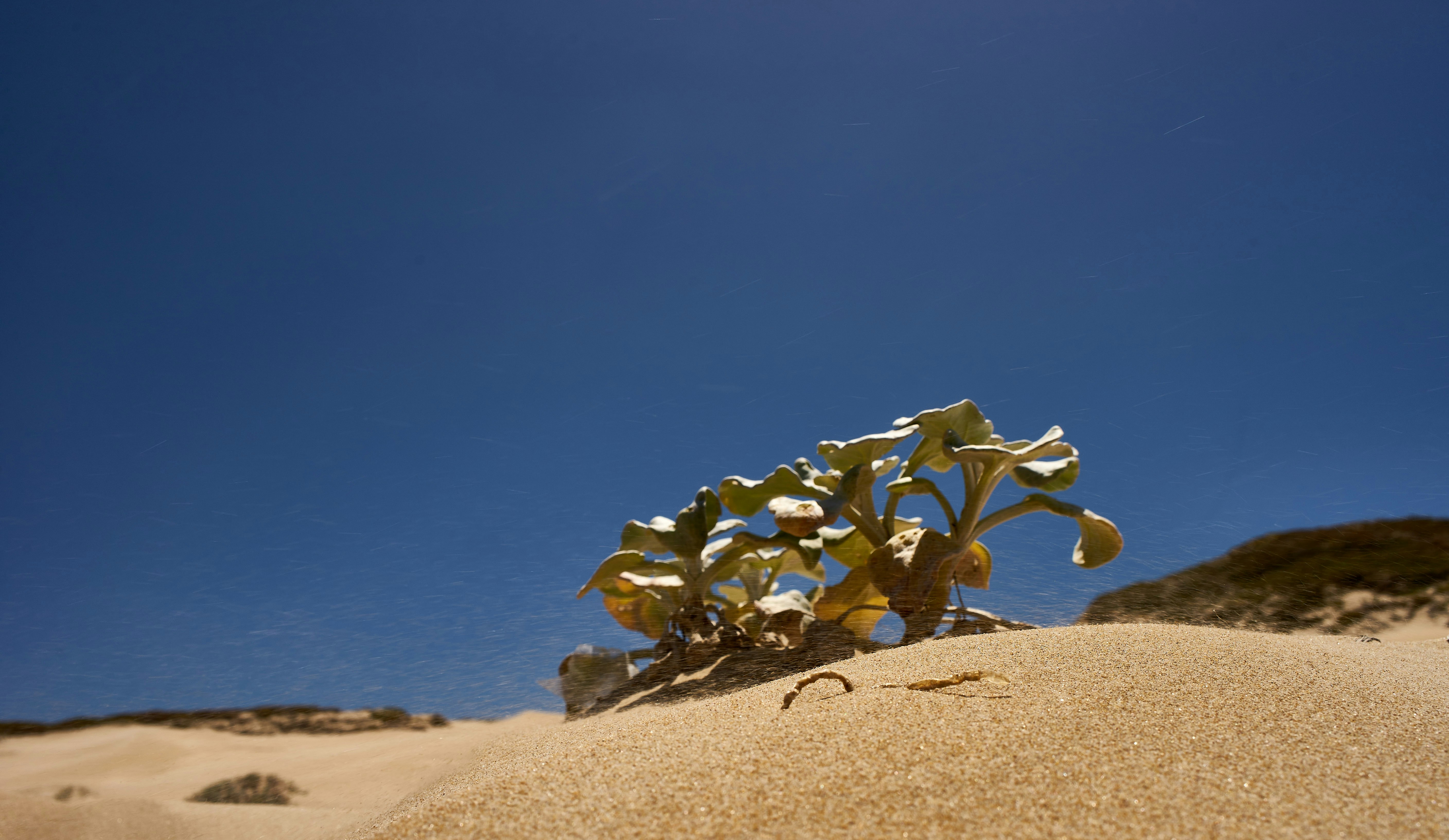 A resilient plant thriving amidst golden sand dunes under a clear blue sky.