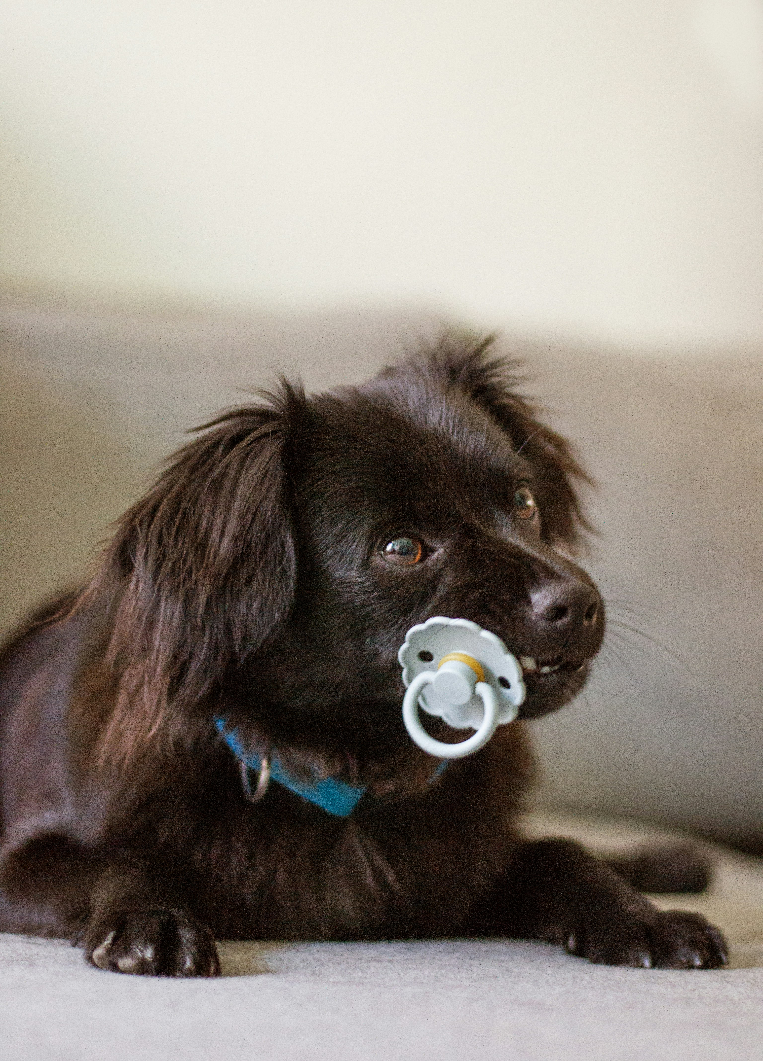 A black dog with a pacifier in its mouth photo – Free Dog Image on Unsplash