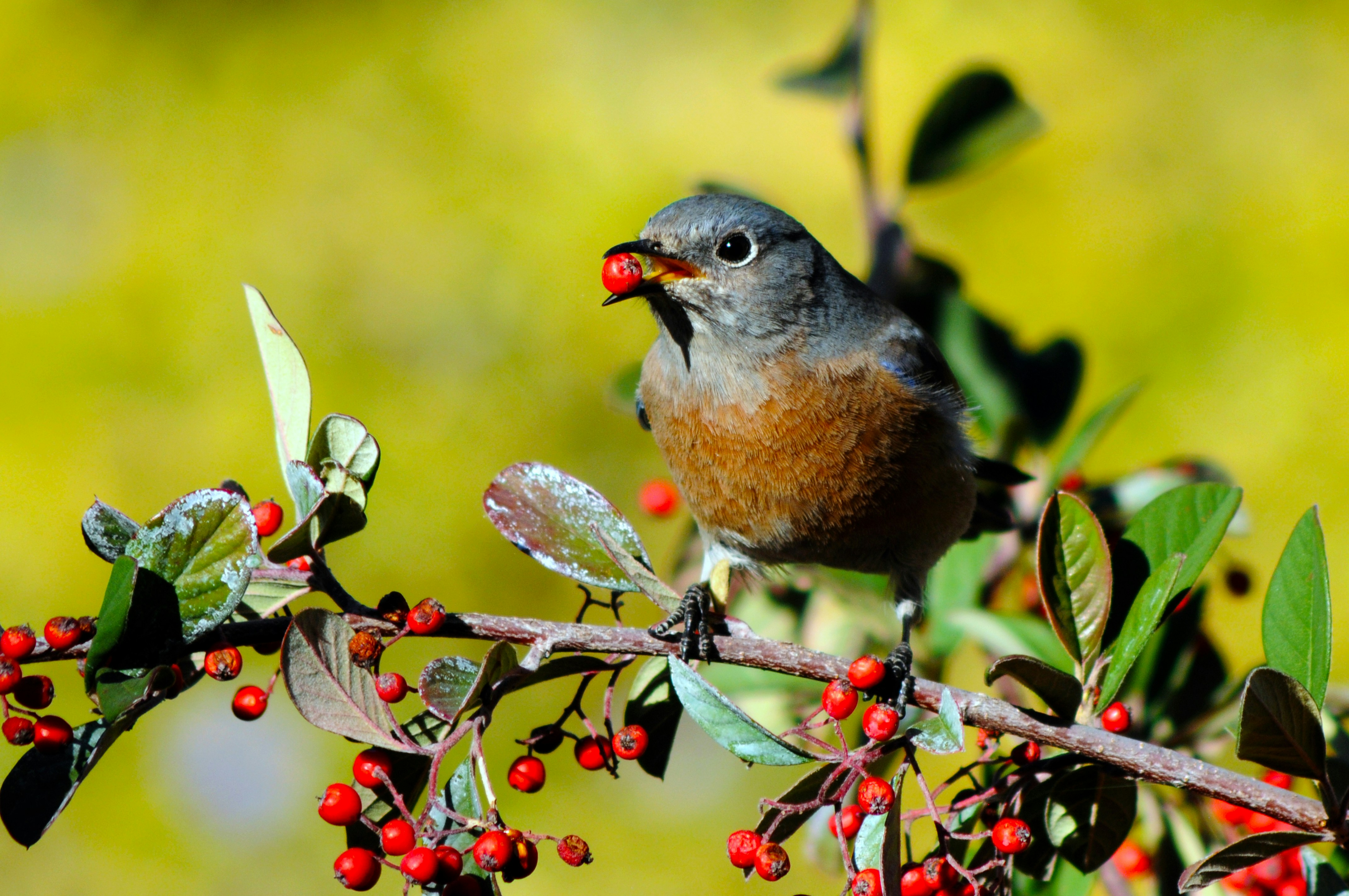 Berry-Bite on a Sunlit Branch: A Tiny Bird Pauses in Green