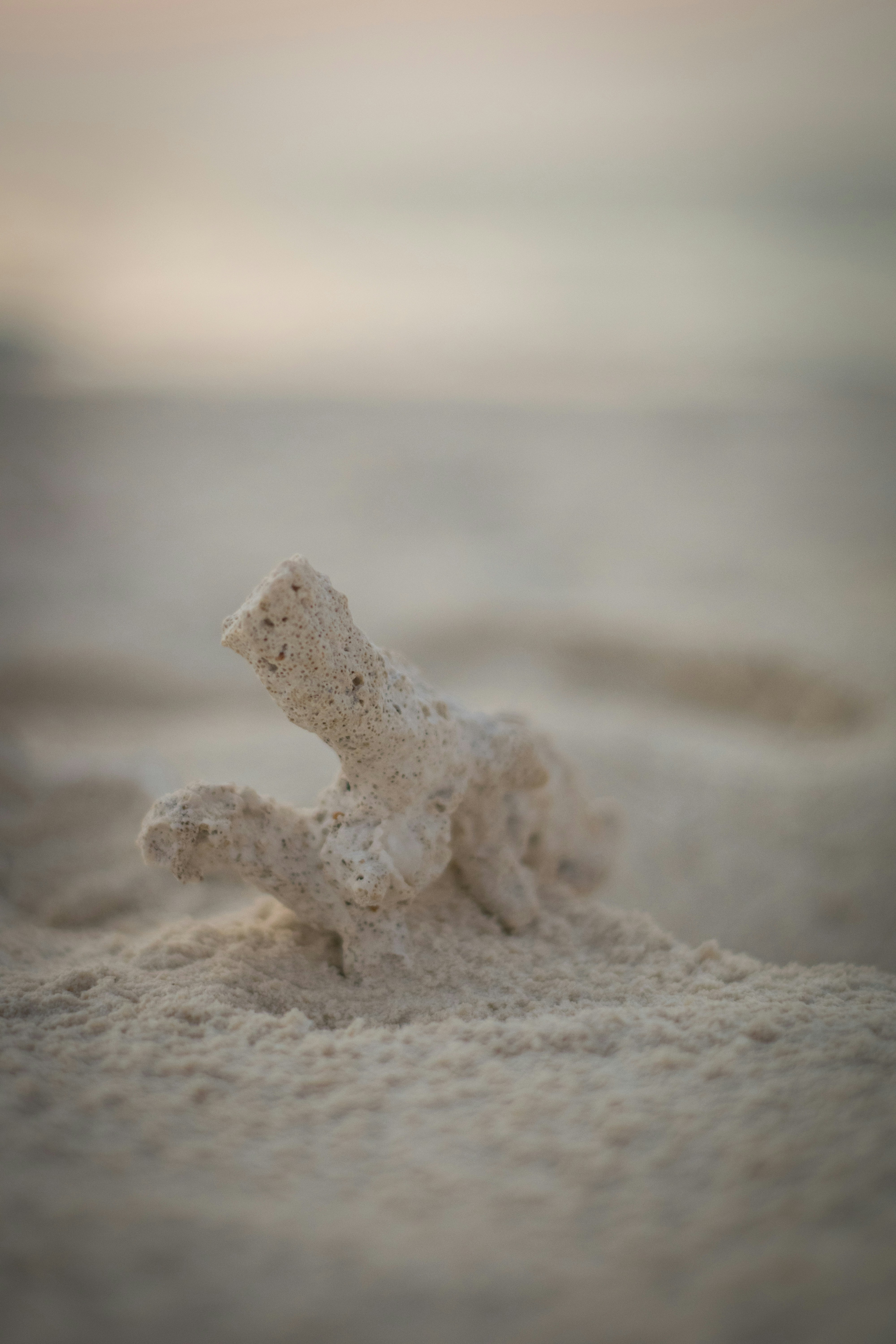 Intricate coral fragment resting on a sandy beach, capturing the essence of coastal ecosystems.
