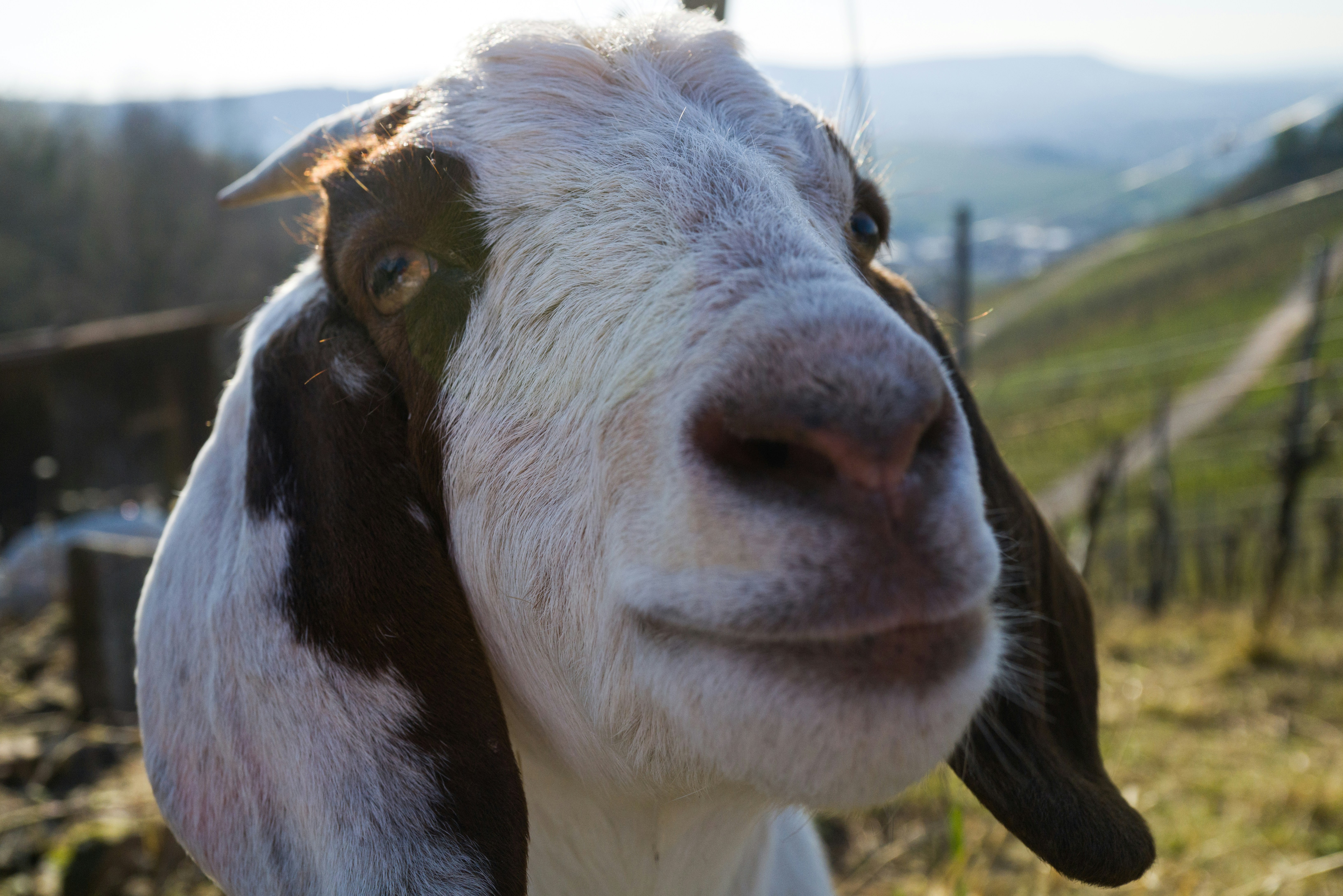 Curious Goat on a Hillside Stroll