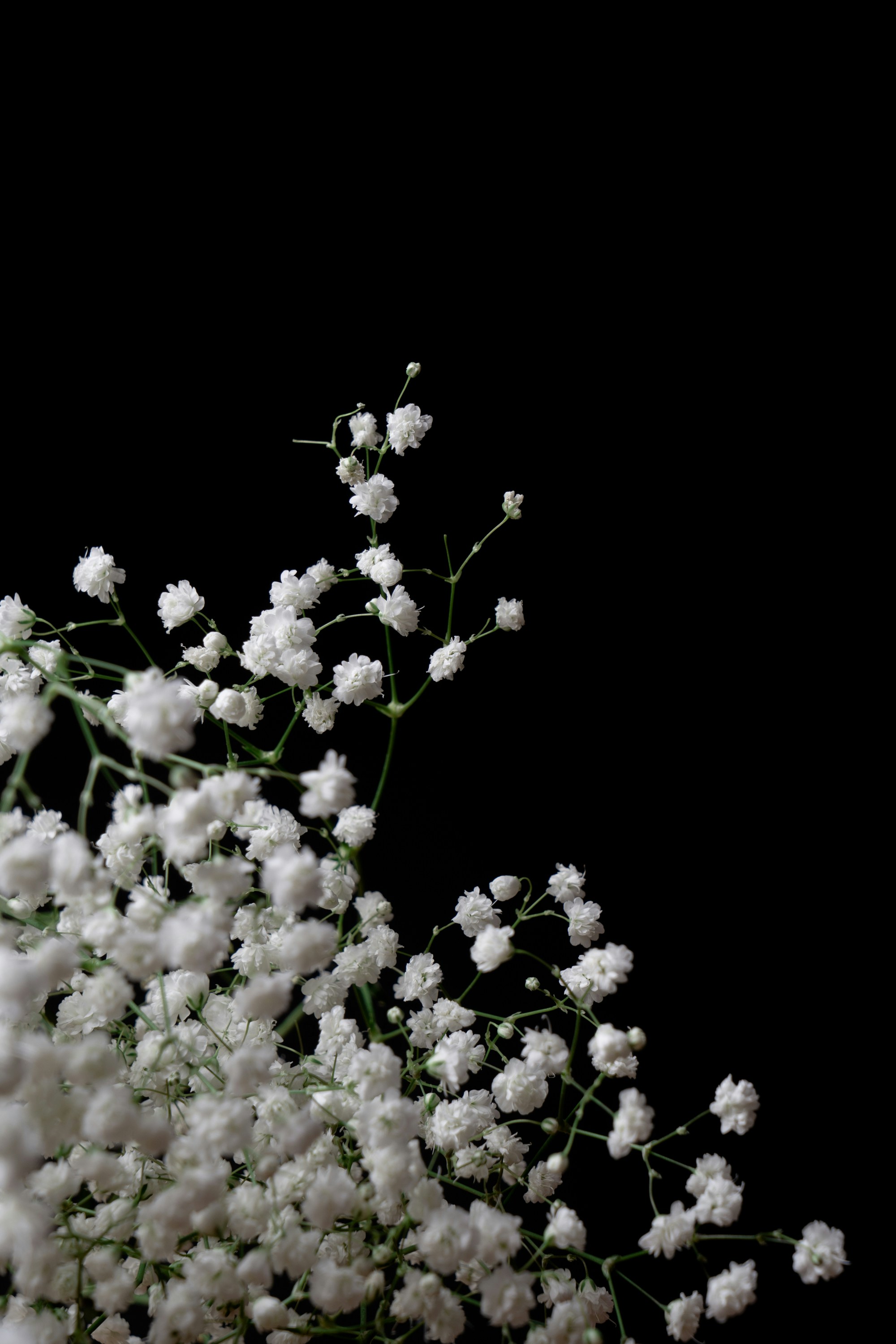 Delicate clusters of white Baby's Breath flowers against a stark black background, highlighting their intricate form and texture.
