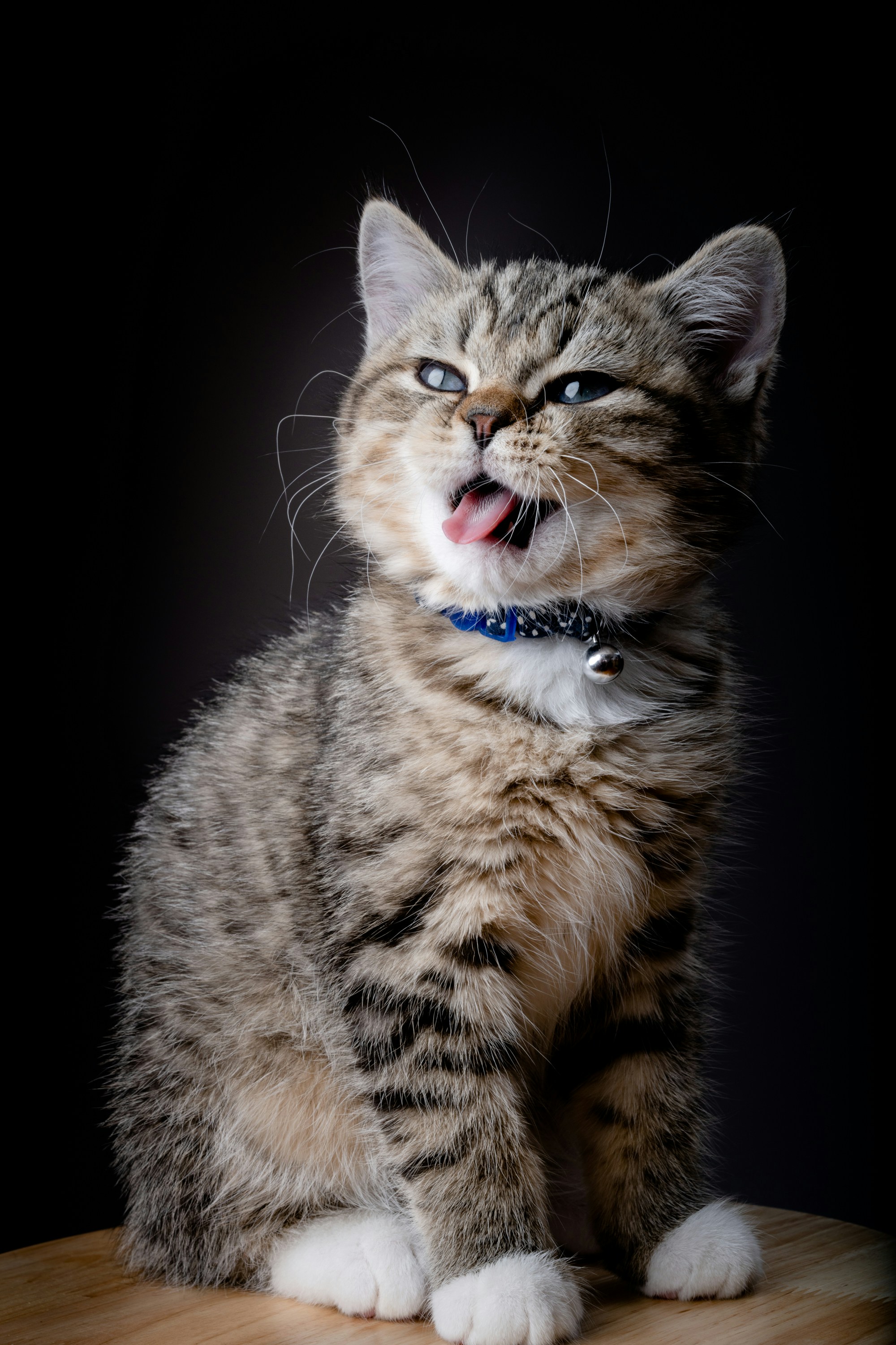 A playful tabby kitten with expressive eyes and a blue collar, captured mid-lick against a dark background.