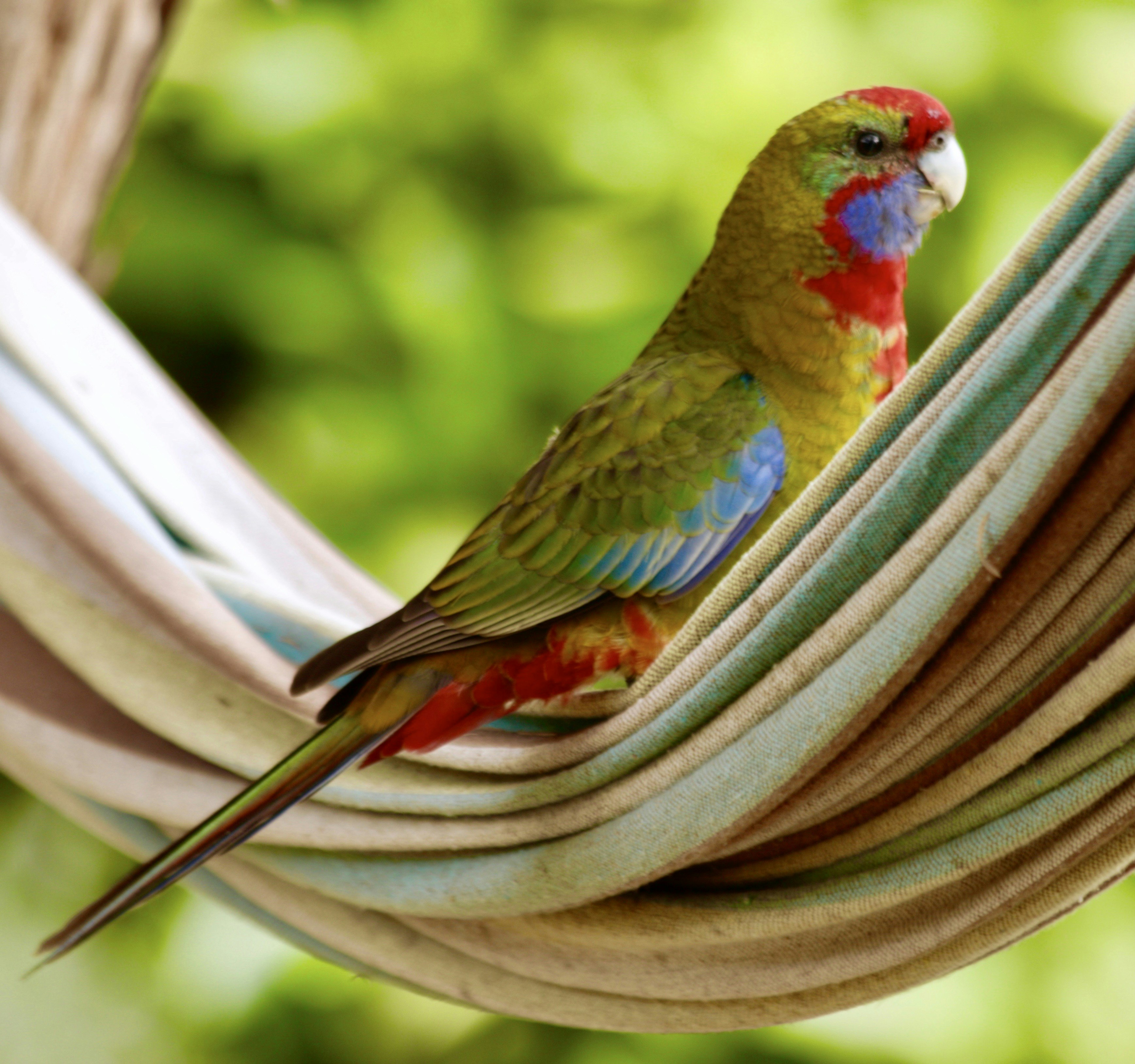 a colorful bird sitting on top of a hammock