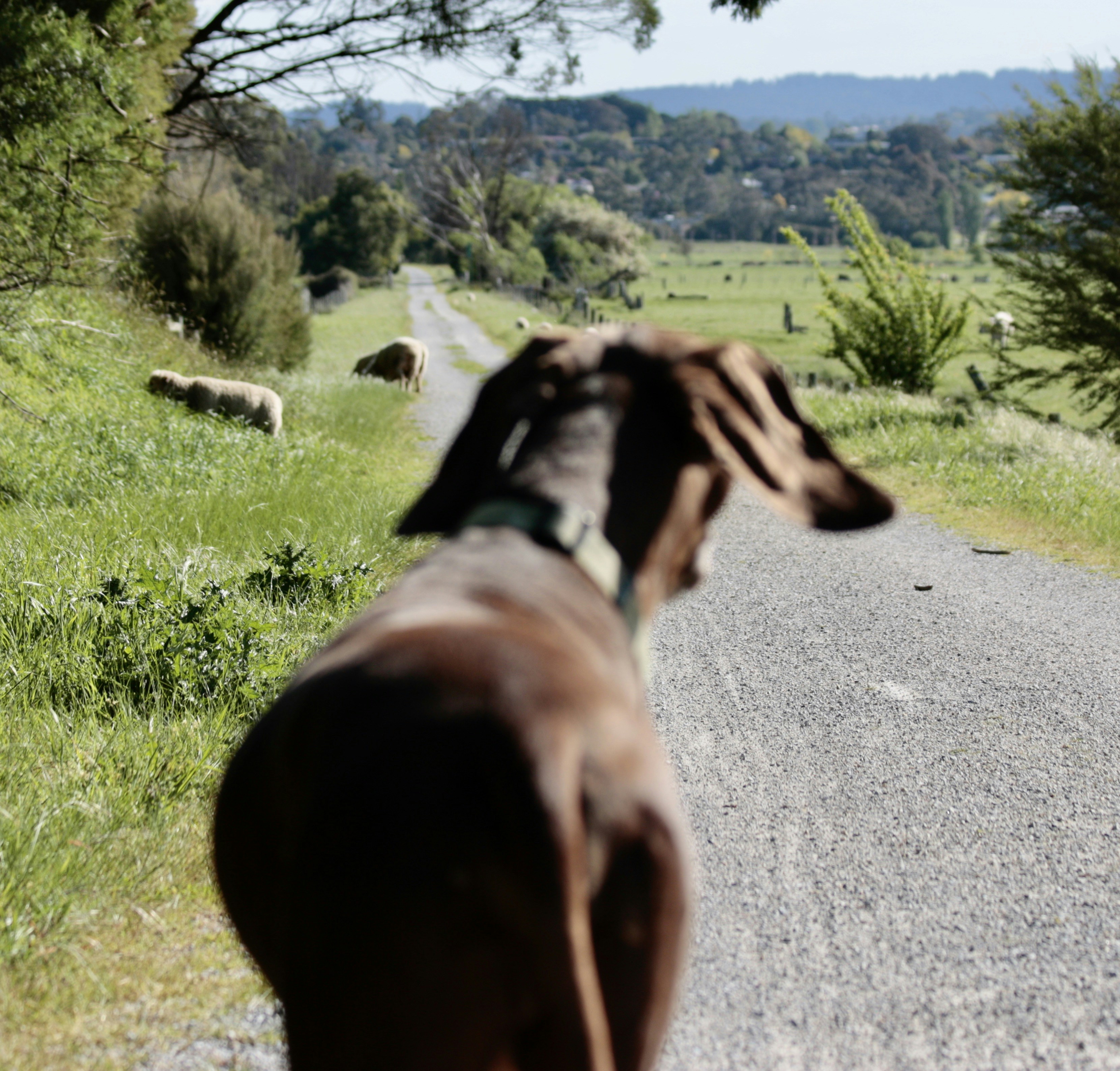 Leading the Path: A Hazy Front-Row of a Pink-Brown Hurdle