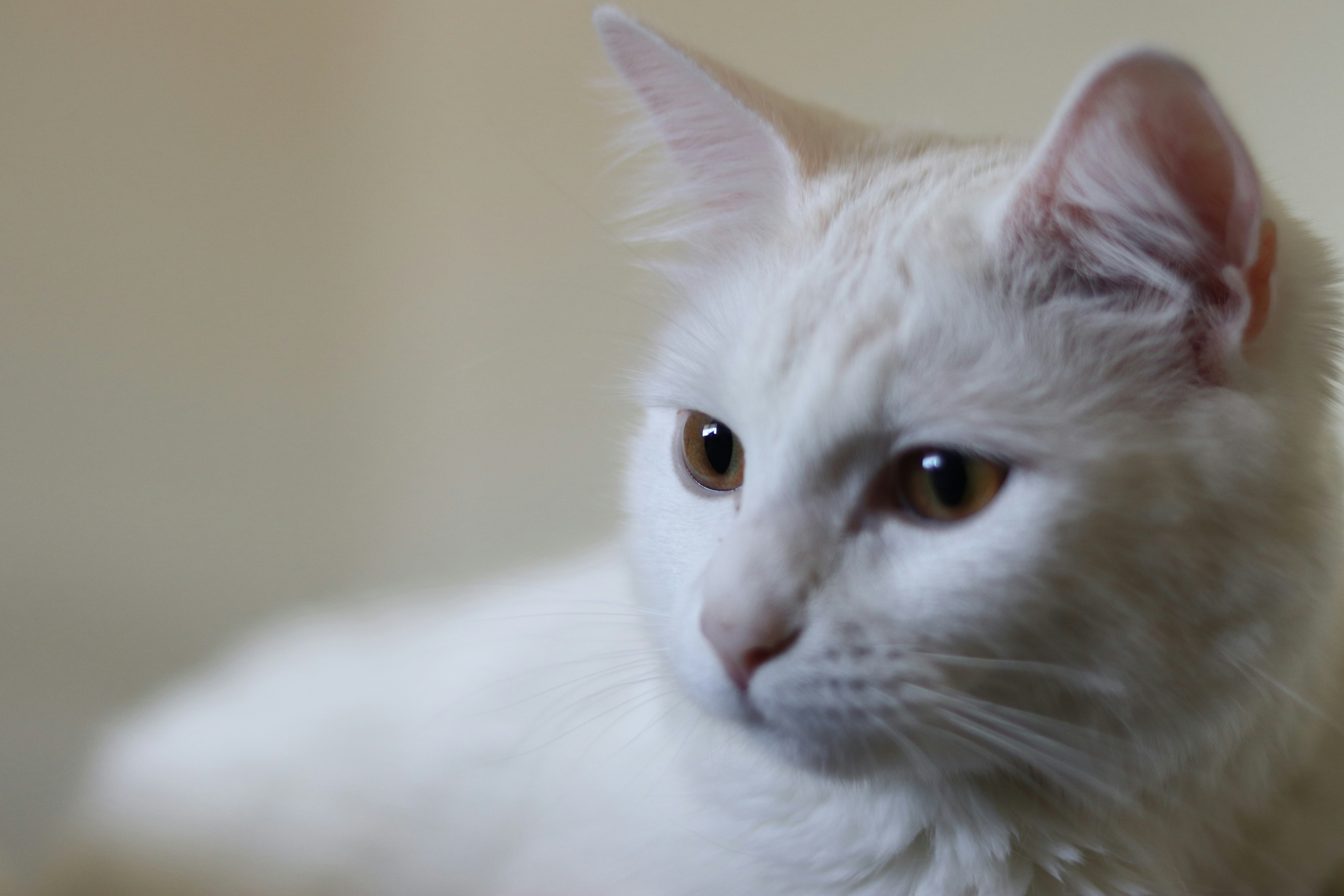 500+ White Cat Pictures [HD] | Download Free Images on Unsplash