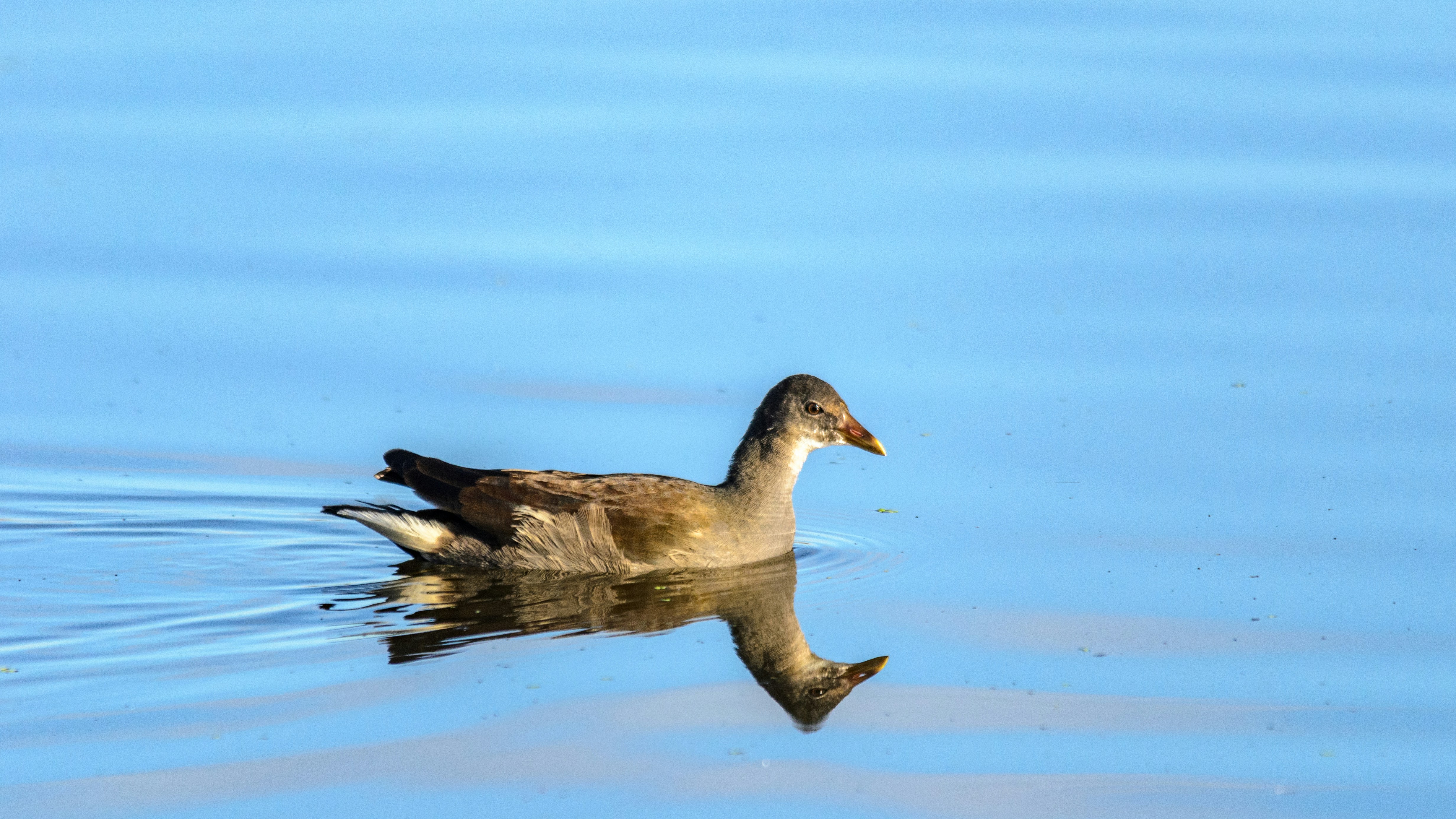 Glasswater Reflection: A lone duck gliding on a tranquil blue lake