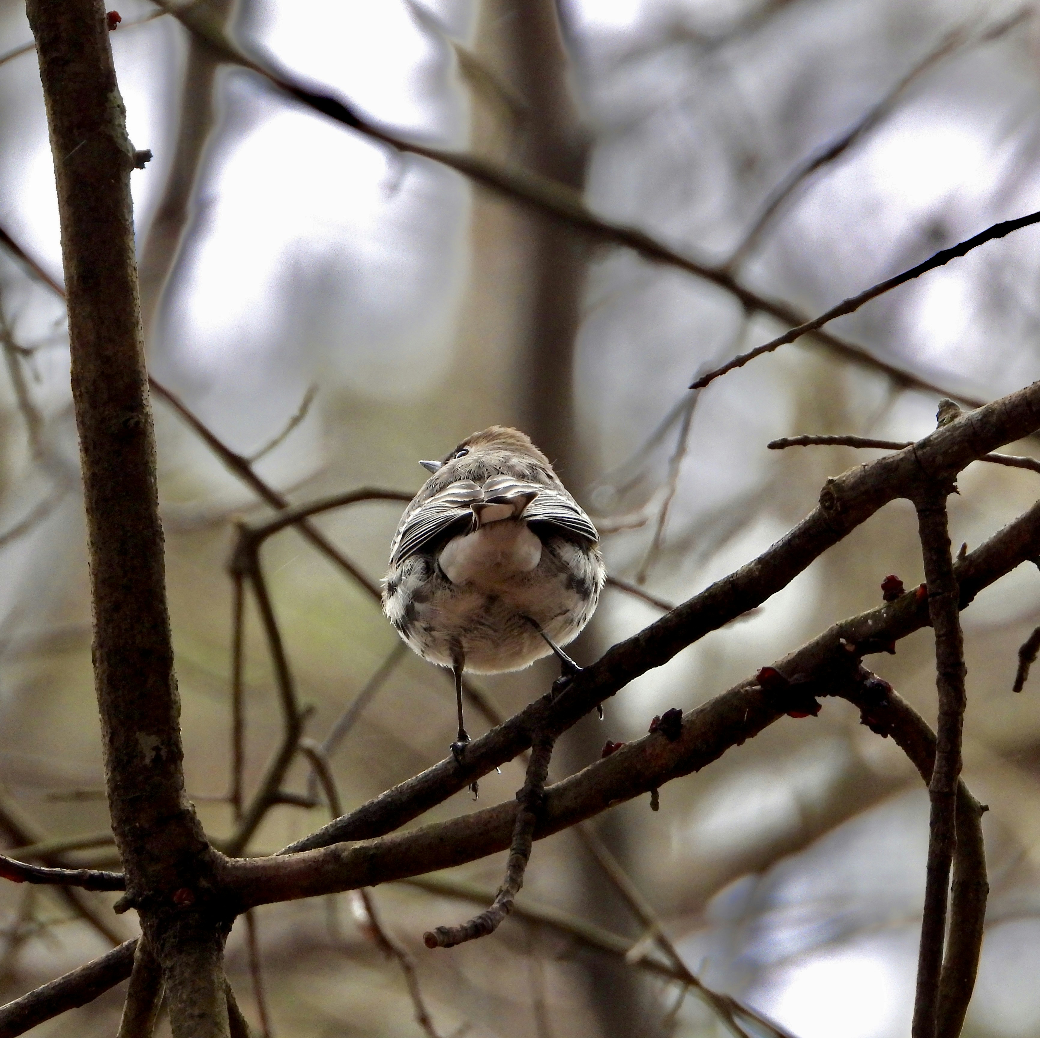 Tiny But Tenacious: A Bird's Comical Perch on Spring Granite