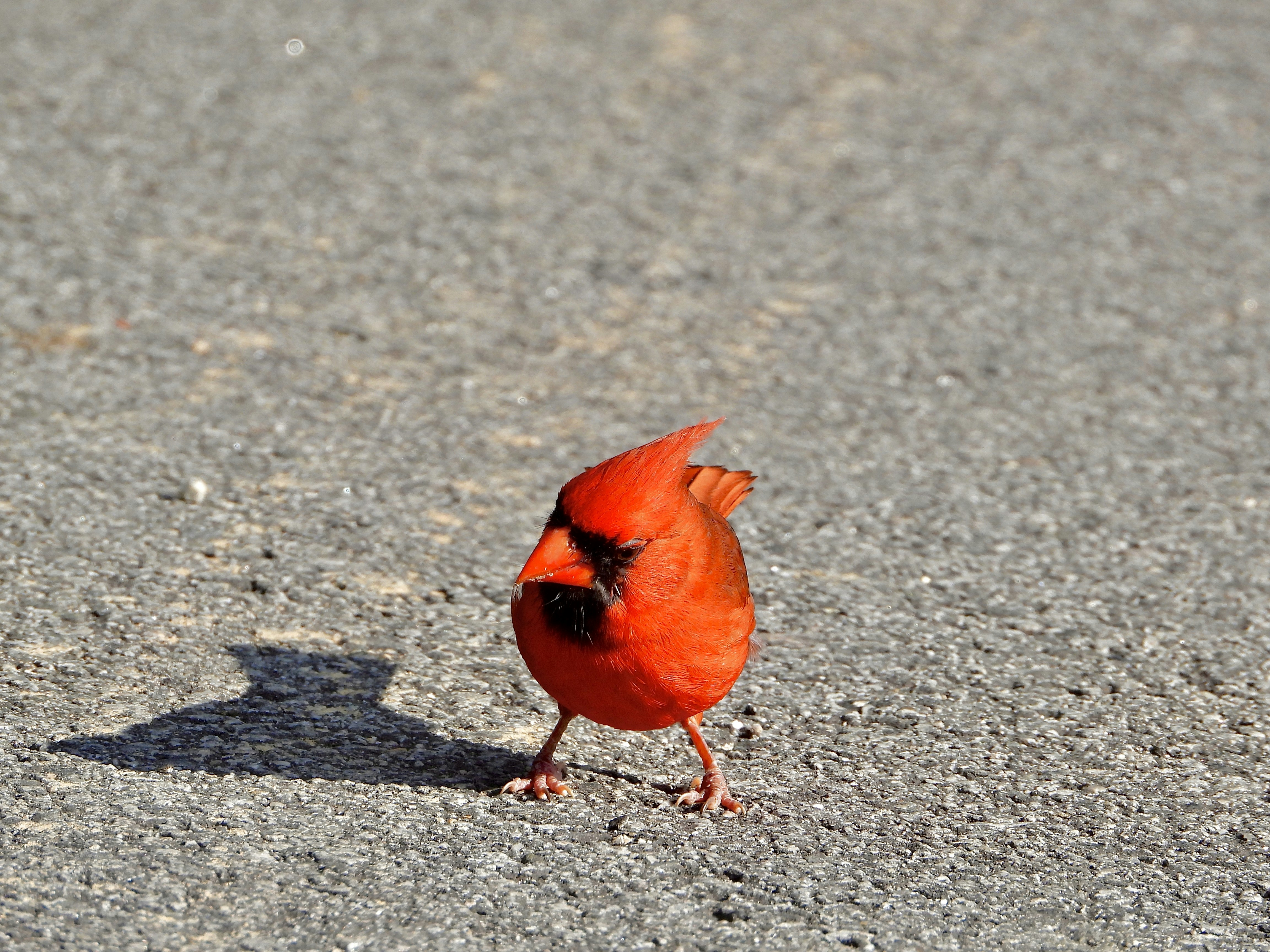 Scarlet Cardinal on Gray Gravel: A Bold Color Moment