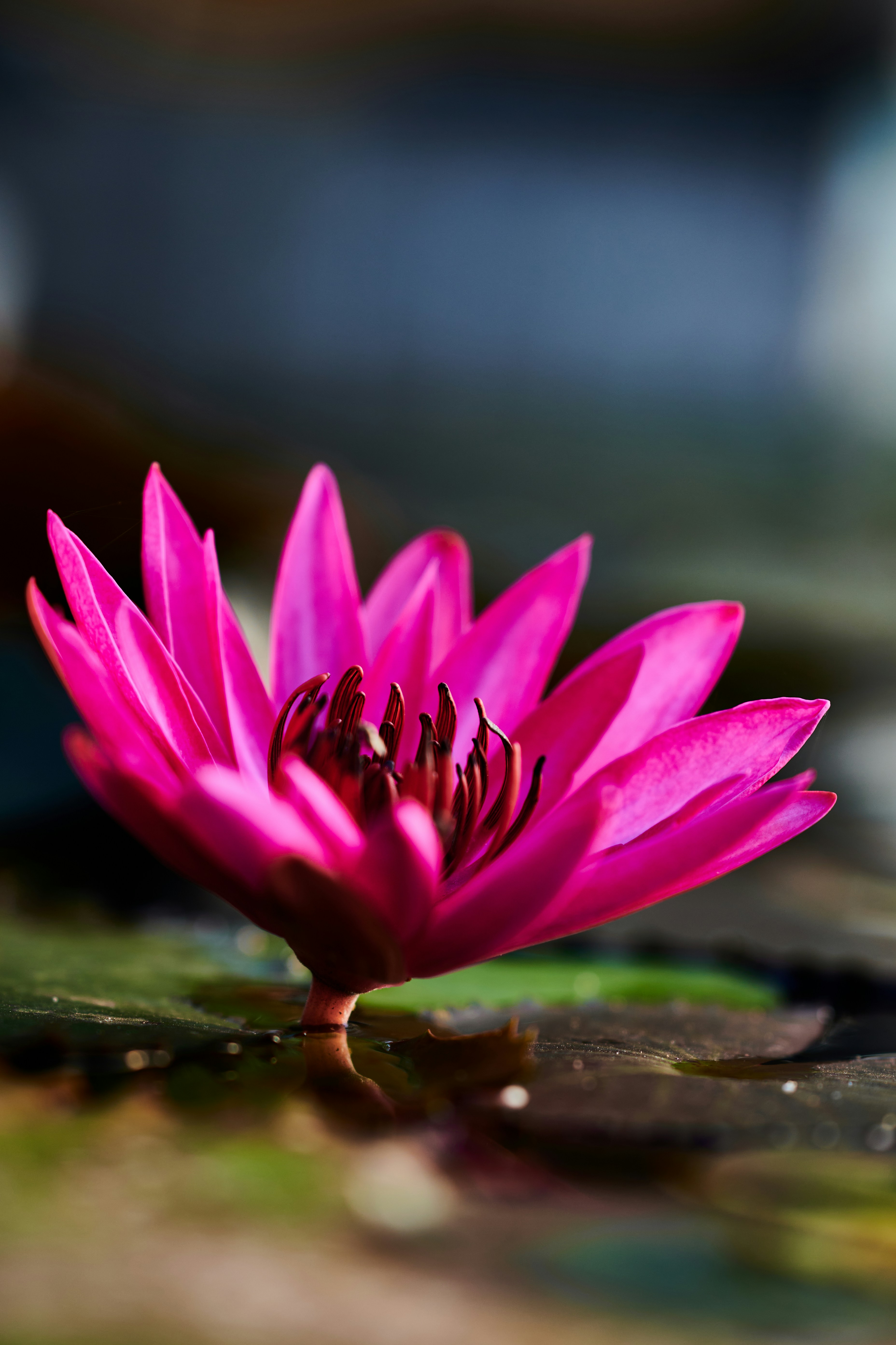Vibrant pink lotus flower rises gracefully from still waters, surrounded by lush green leaves. This botanical illustration captures the essence of tranquility.