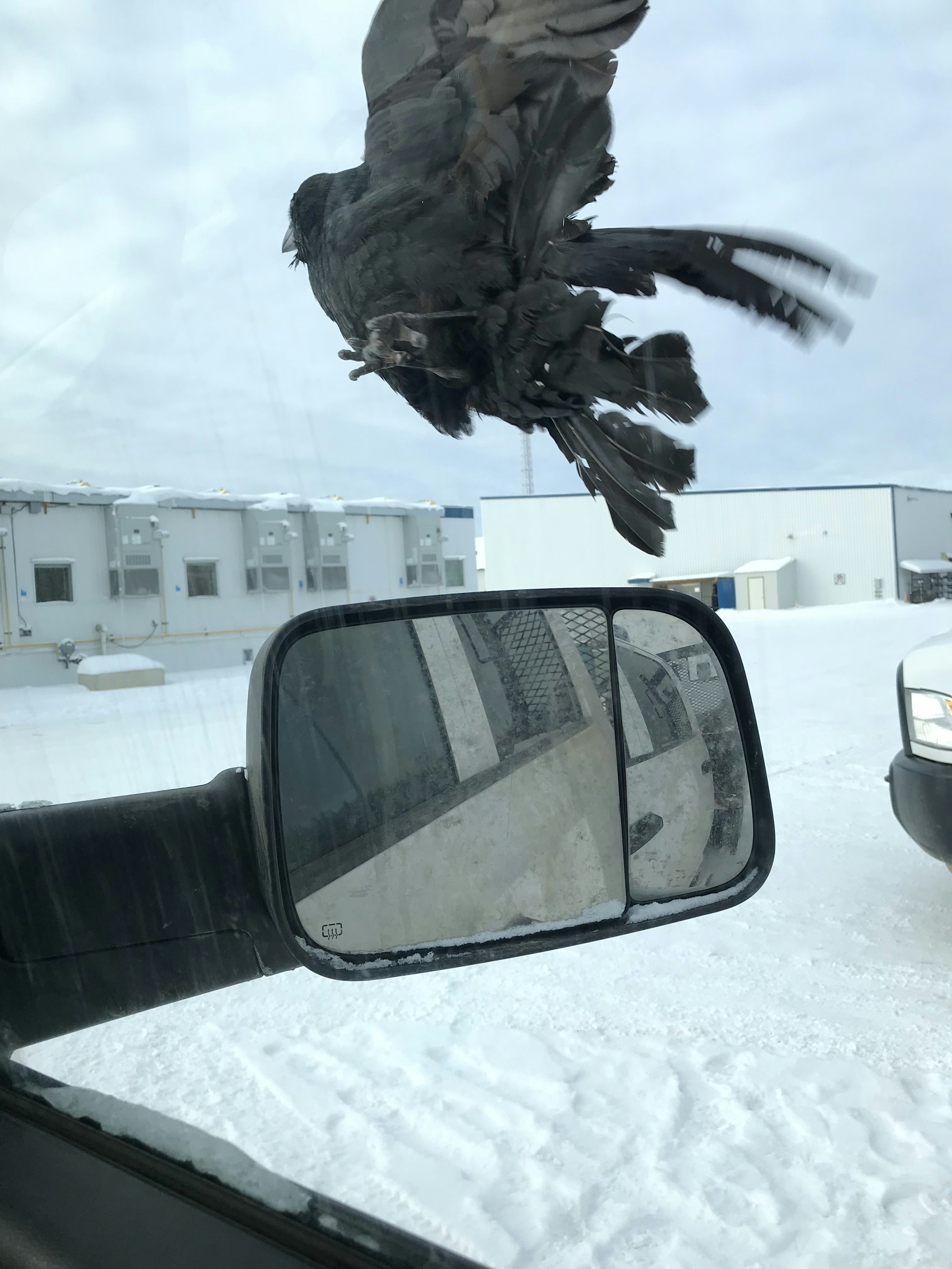 A large bird flying over a car mirror photo – Free Grey Image on Unsplash